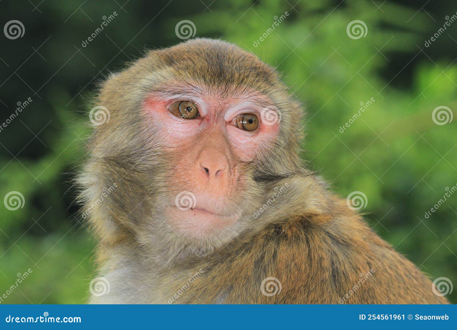 A Monkey in Hong Kong. Monkey in Country Park in Hong Kong Stock Image ...