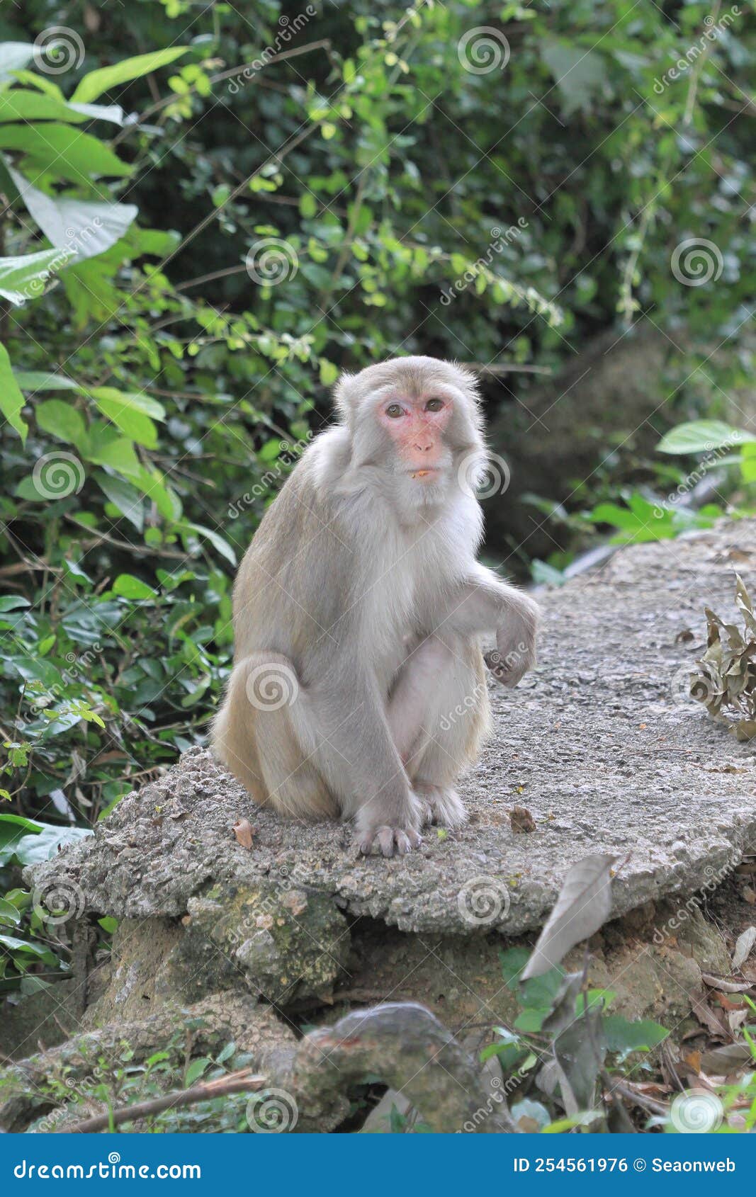 A Monkey in Hong Kong. Monkey in Country Park in Hong Kong Stock Photo ...
