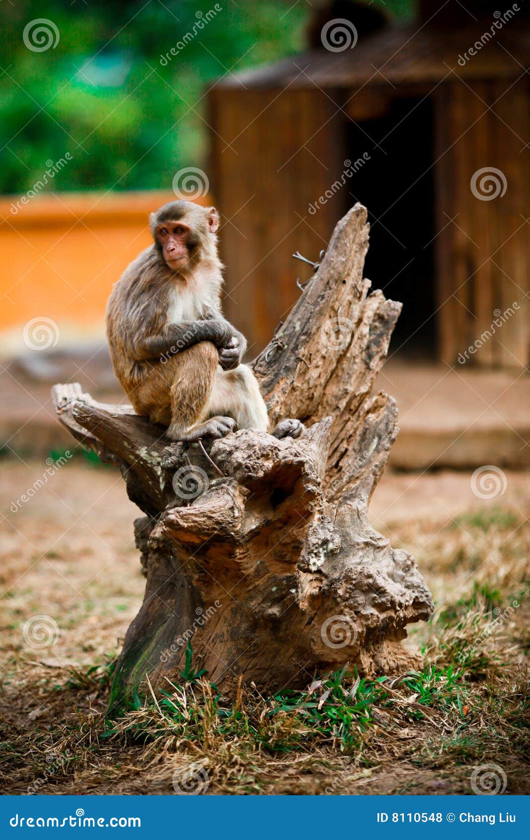 Monkey With Hope Picture. Image: 8110548