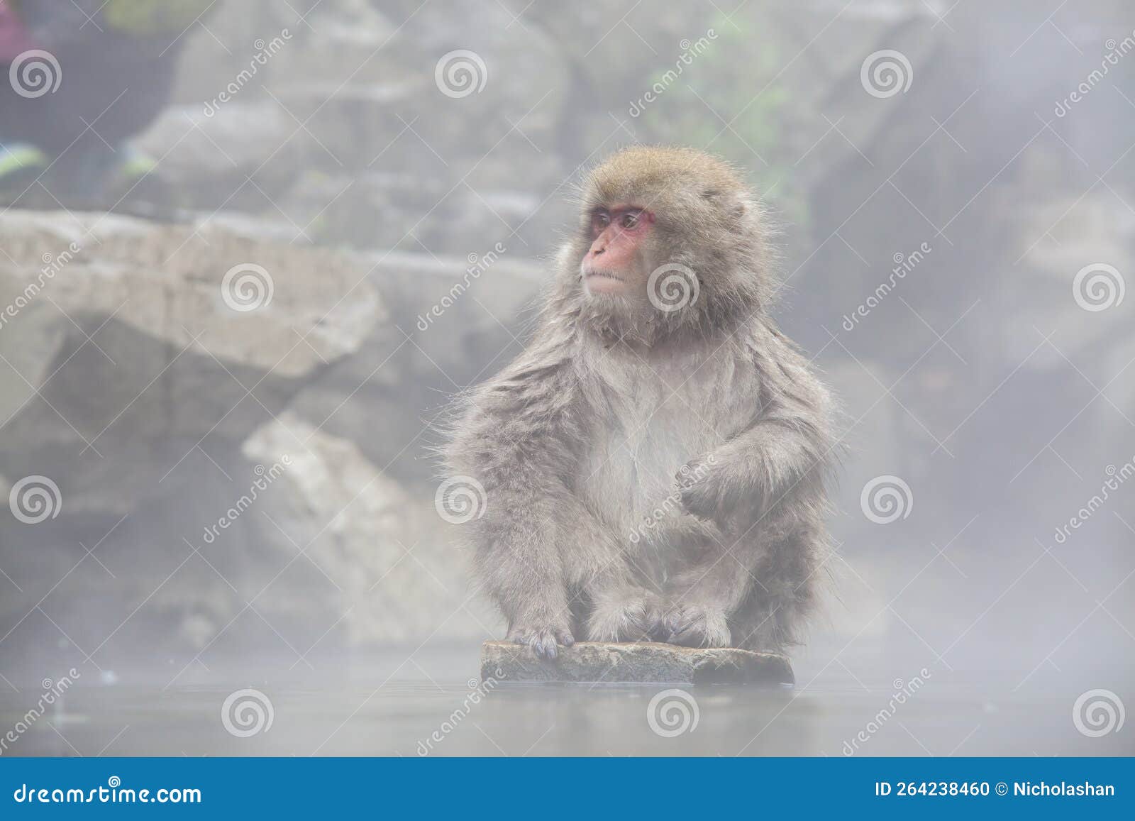 Monkey with Hot Spring in the Winter, Japan Stock Photo - Image of bath ...