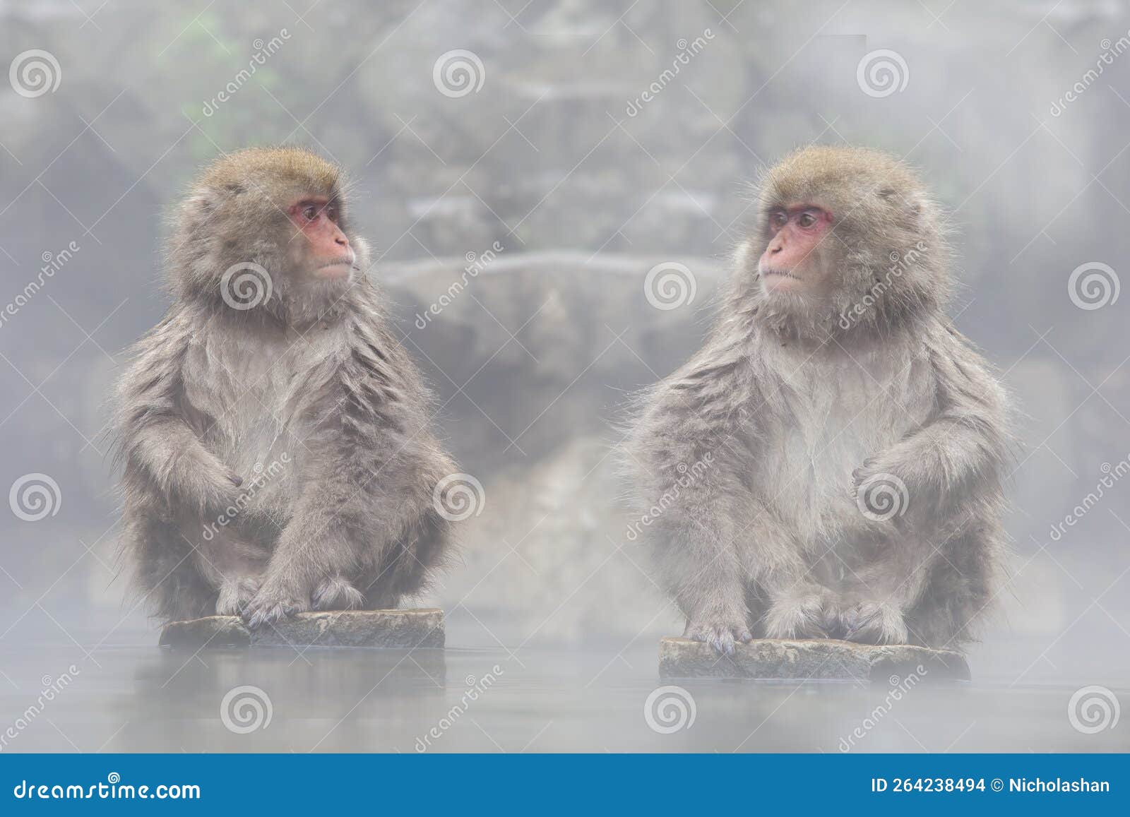 Monkey with Hot Spring in the Winter, Japan Stock Photo - Image of ...