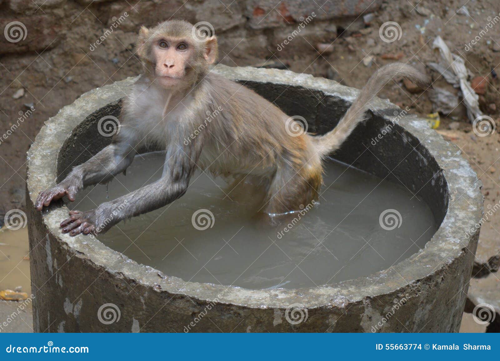Monkey Hot Tub stock photo. Image of river, yoga, wildlife - 55663774