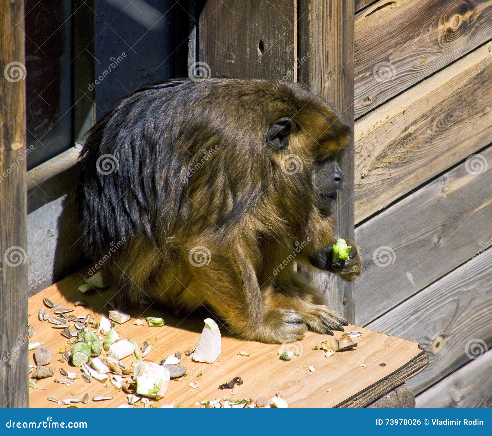 Monkey Howler stock photo. Image of central, primate - 73970026