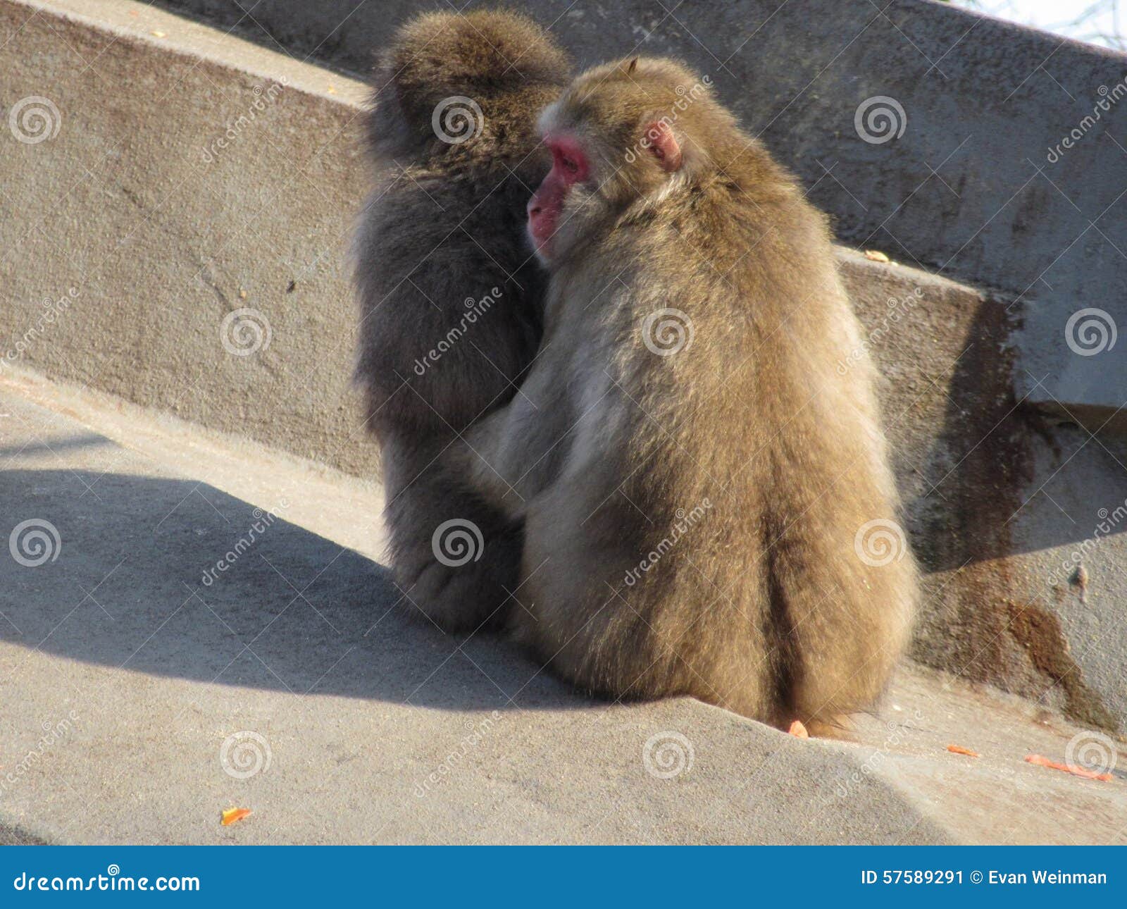 Monkey Hug stock image. Image of monkeys, animal, monkey - 57589291