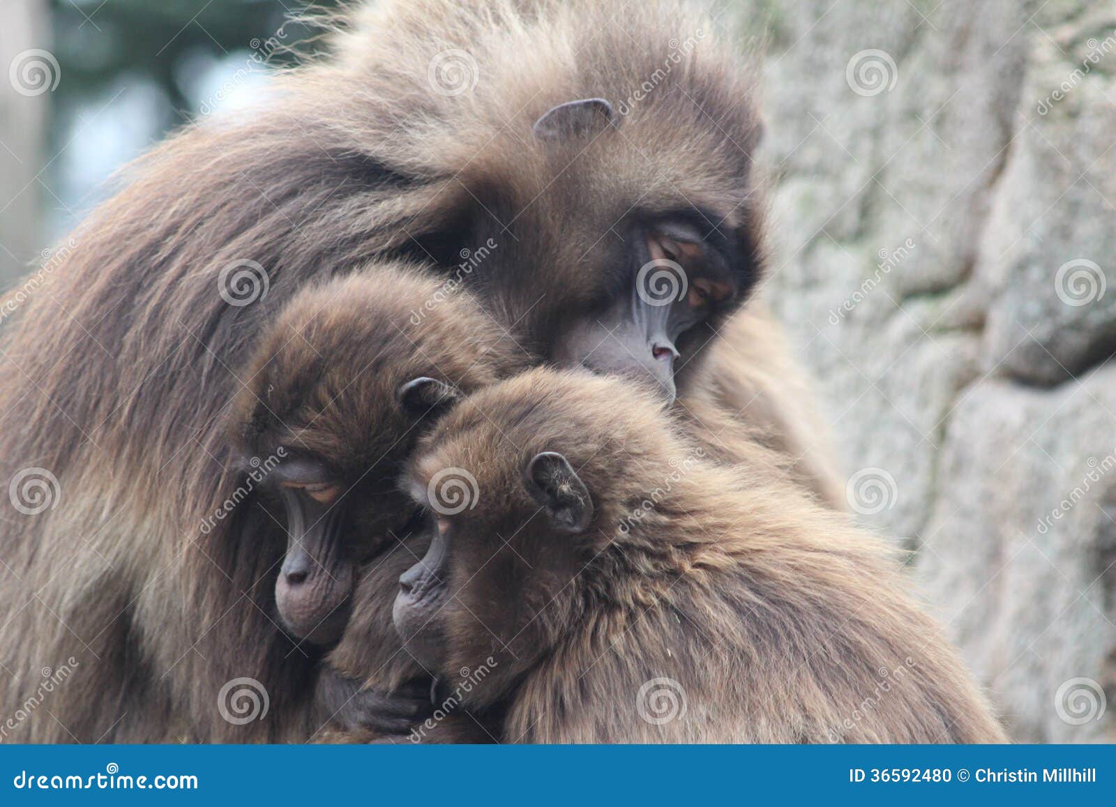 Monkey Hug stock photo. Image of baby, babies, monkeys - 36592480