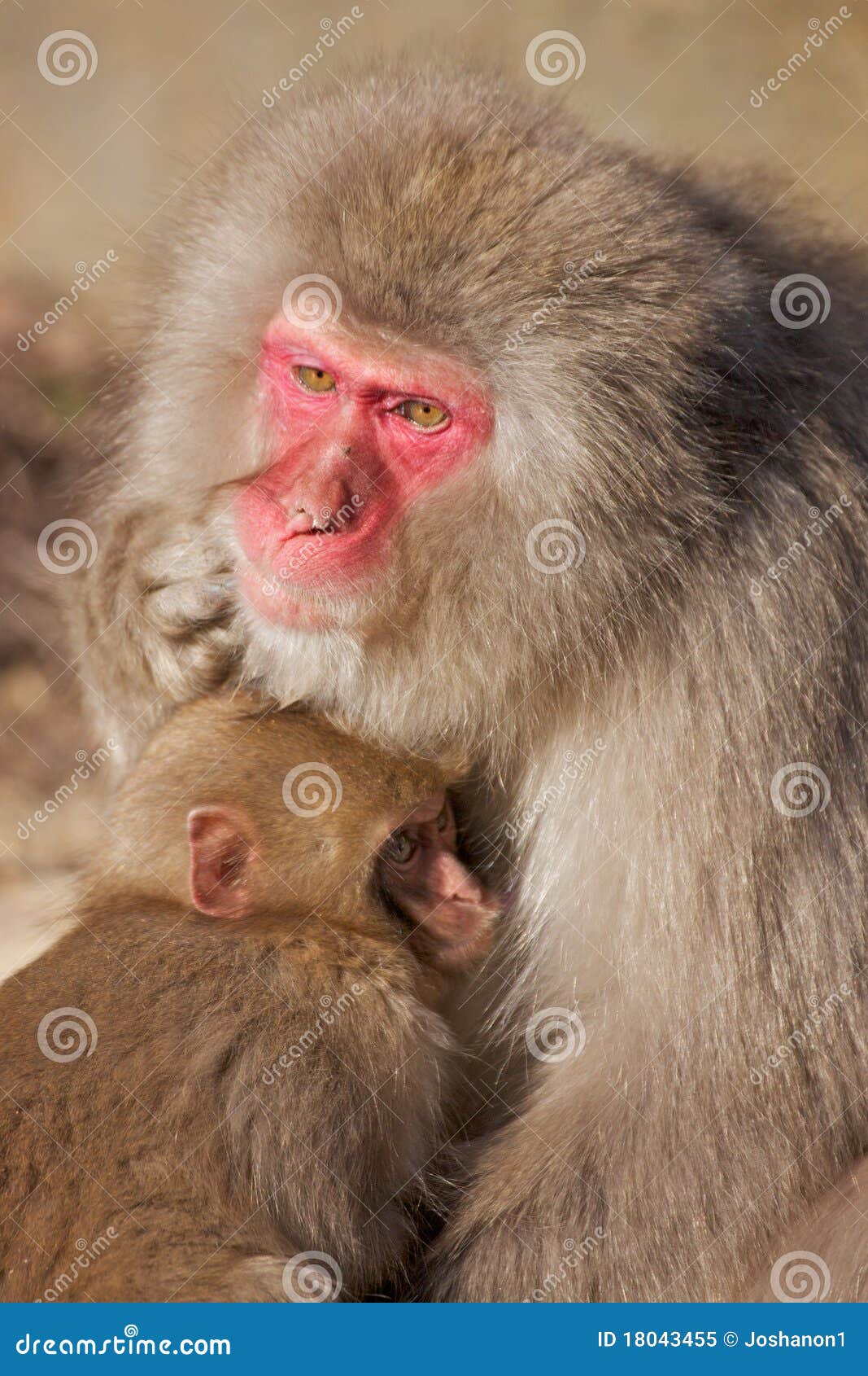Monkey Hugging Baby stock image. Image of park, love - 18043455
