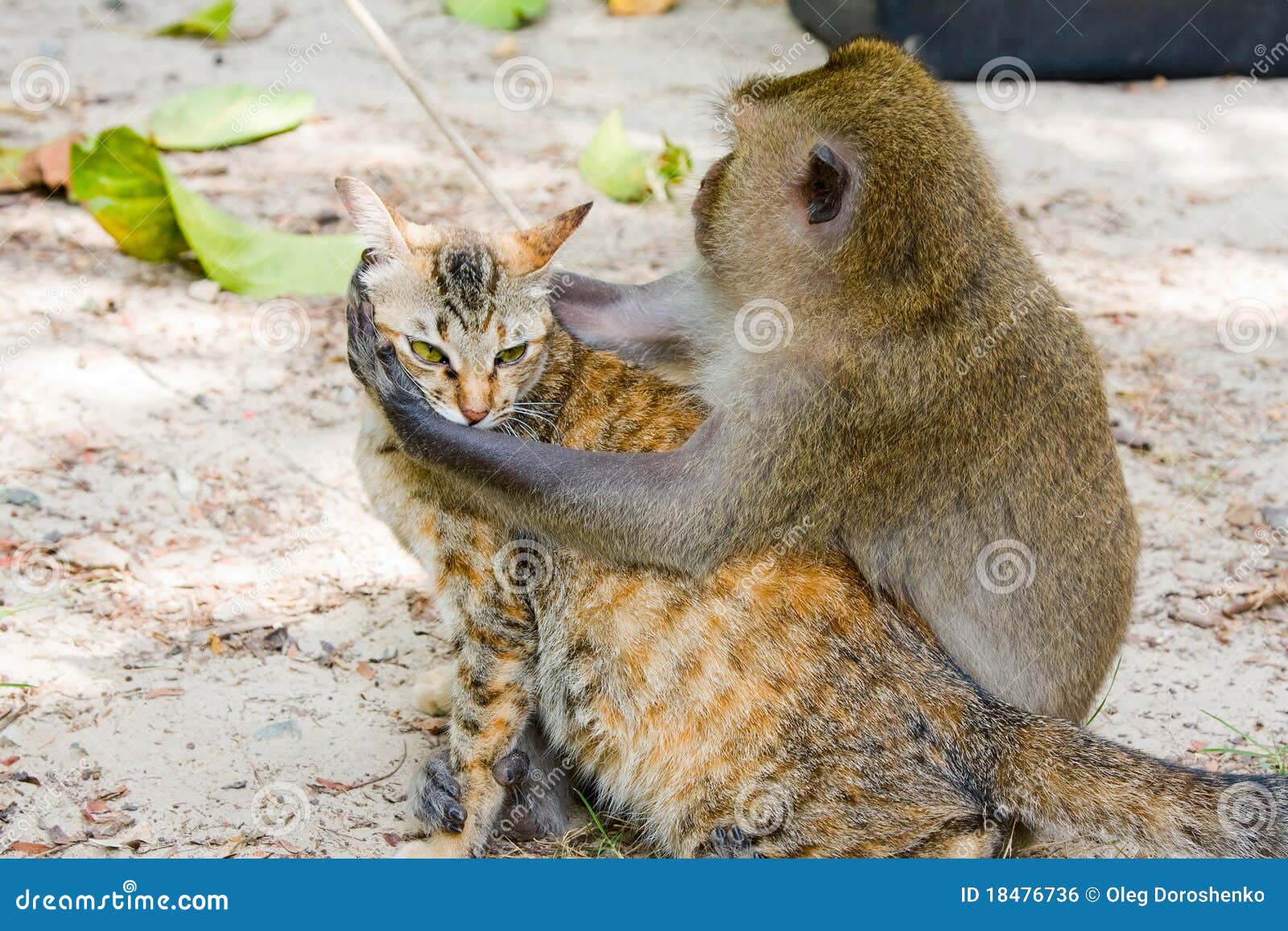 Monkey hugging cat stock photo. Image of love, mammal - 18476736