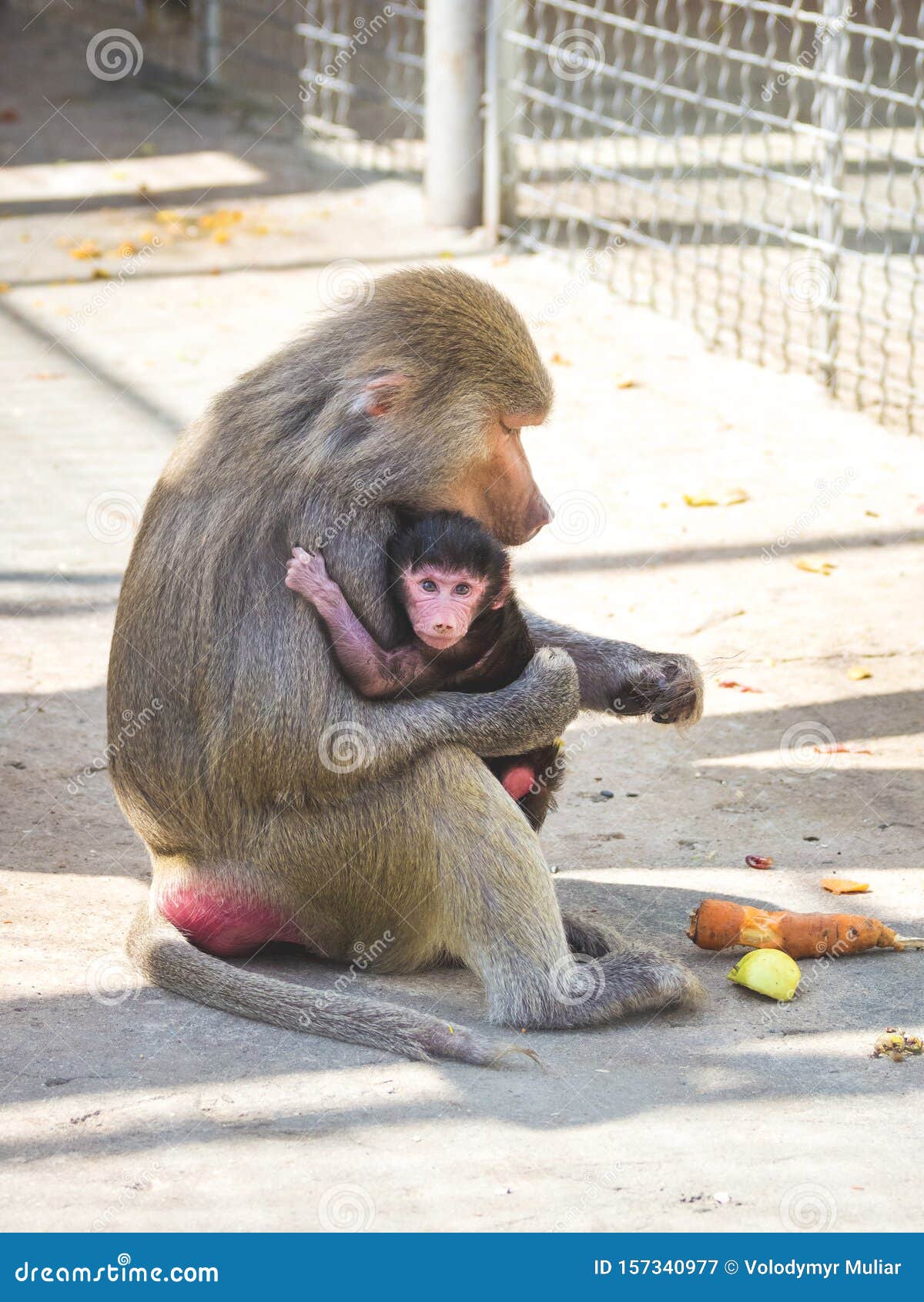The Monkey Hugs His Baby. Showing Love among Animals_ Stock Image ...