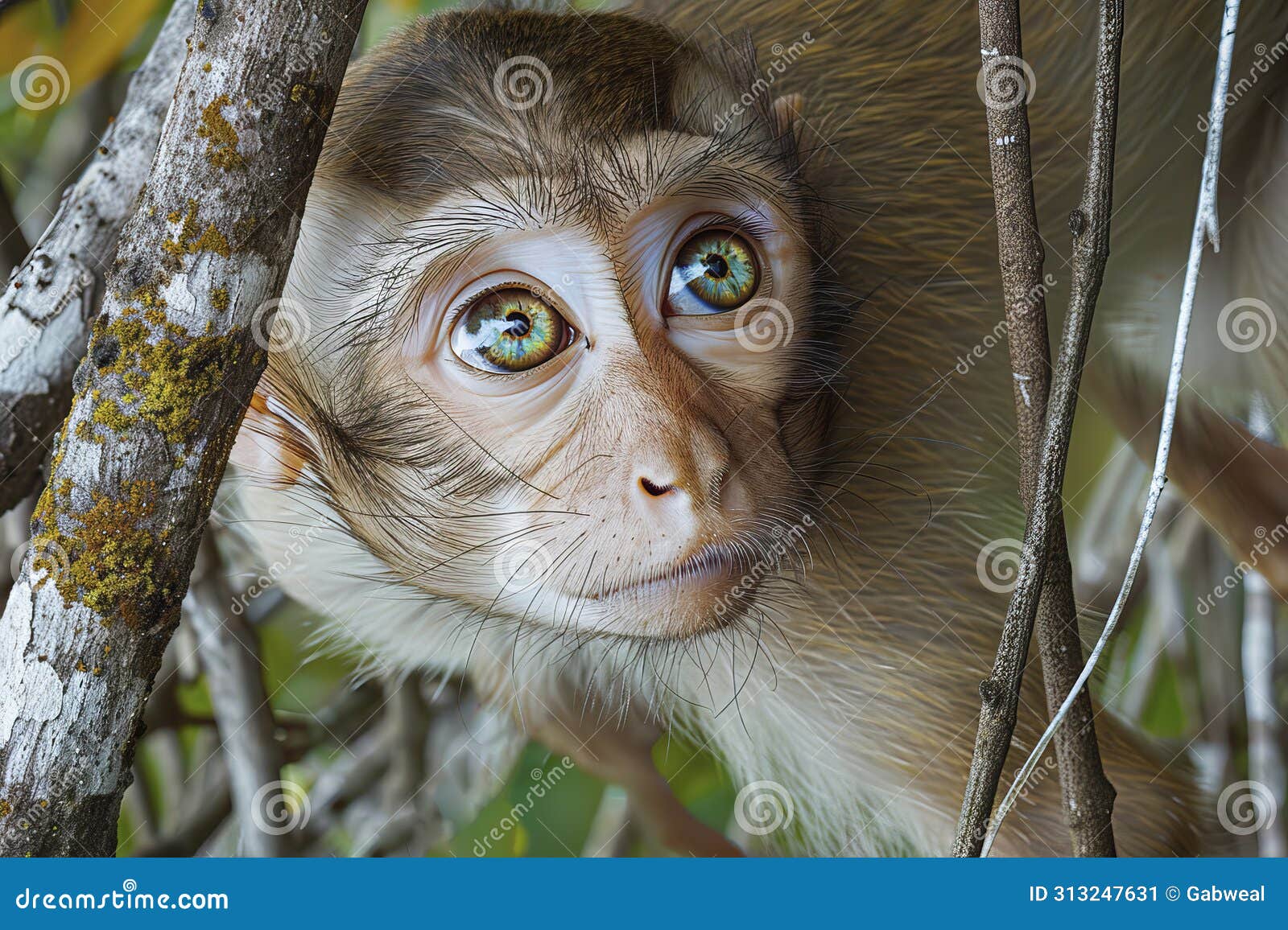 Monkey with Human Face and Eyes, AI Generated Stock Illustration ...