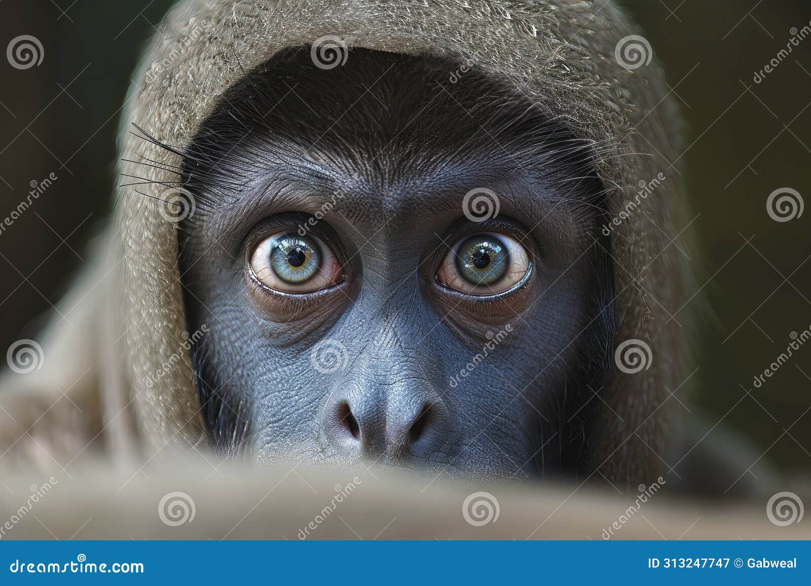 Monkey with Human Face and Eyes, AI Generated Stock Illustration ...