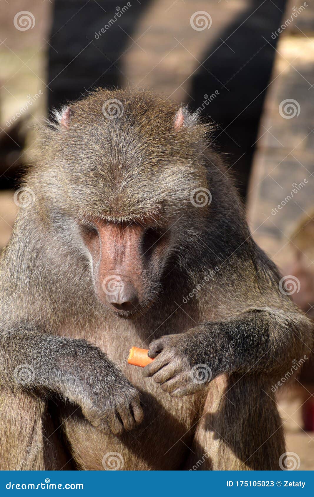 Baboon monkey hunters stock image. Image of ethiopia - 175105023