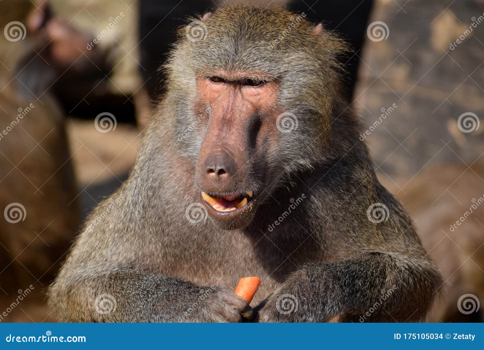 Baboon monkey hunters stock photo. Image of baboons - 175105034