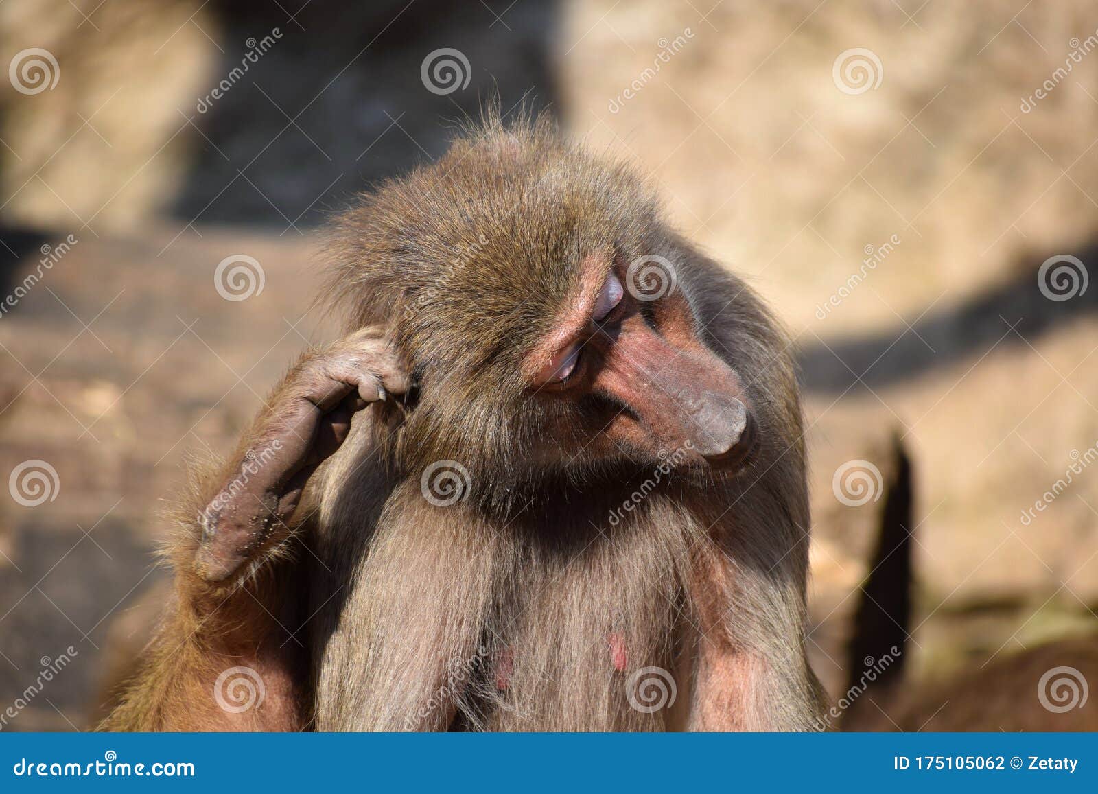 Baboon monkey hunters stock photo. Image of male, hunter - 175105062