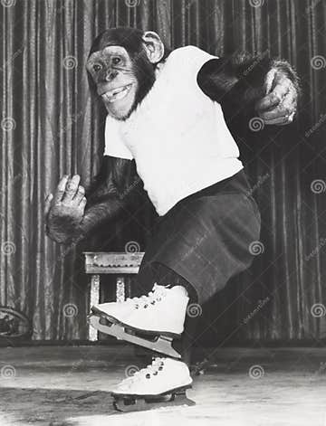 Monkey on ice skates editorial stock image. Image of humor - 77560609