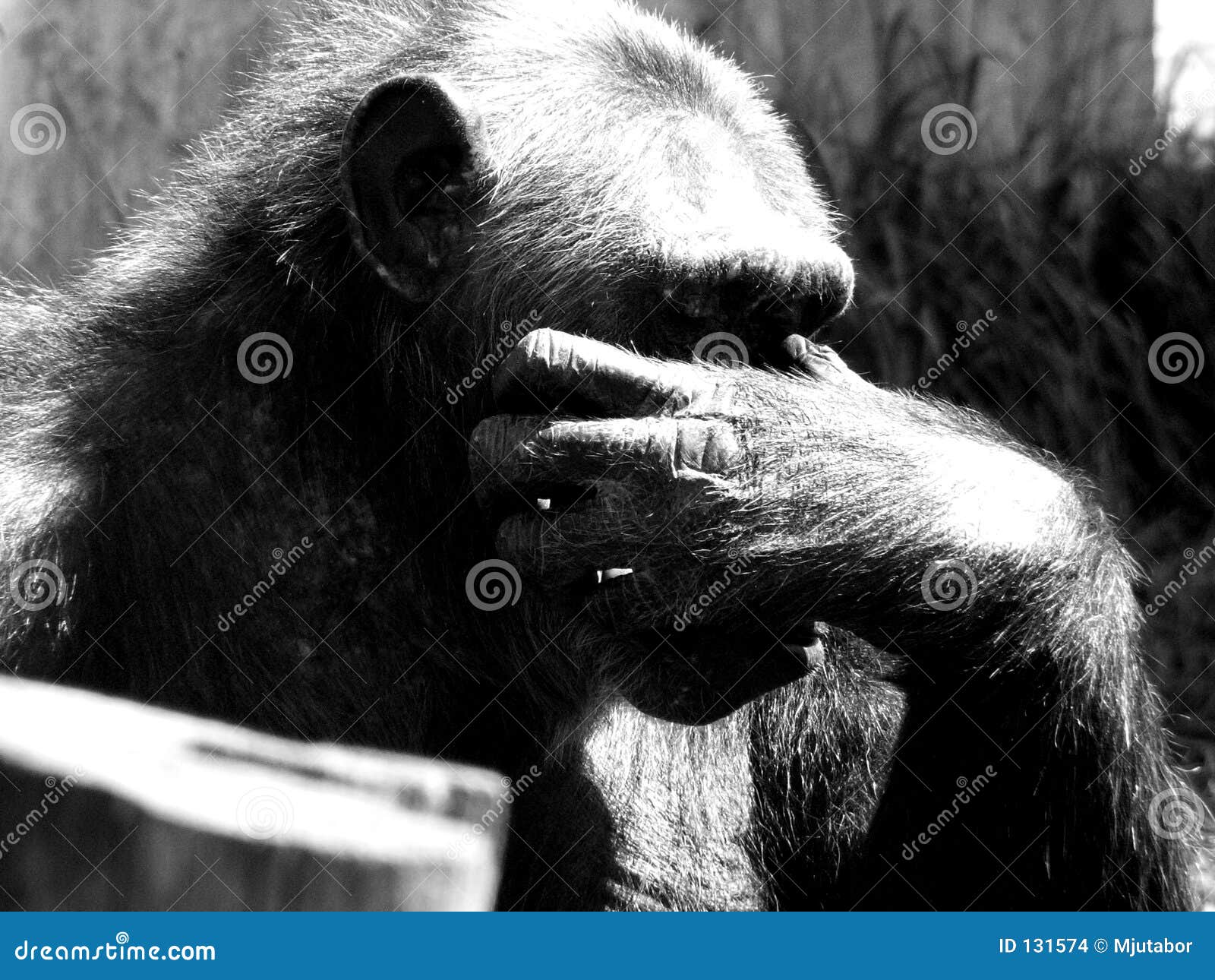 Monkey Ignoring Me Stock Photos - Free & Royalty-Free Stock Photos from ...