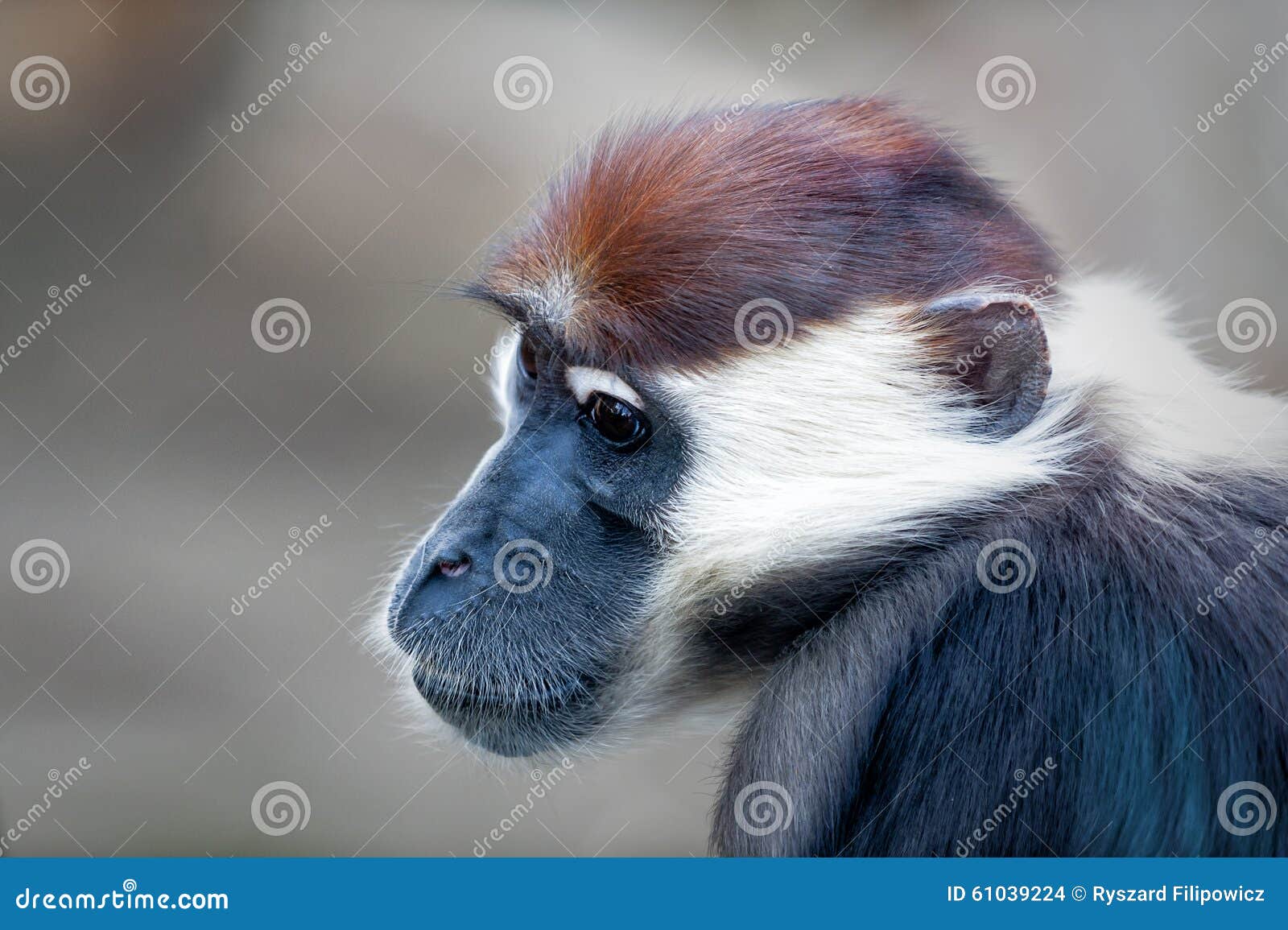 Monkey il fronte fotografia stock. Immagine di chiusura - 61039224