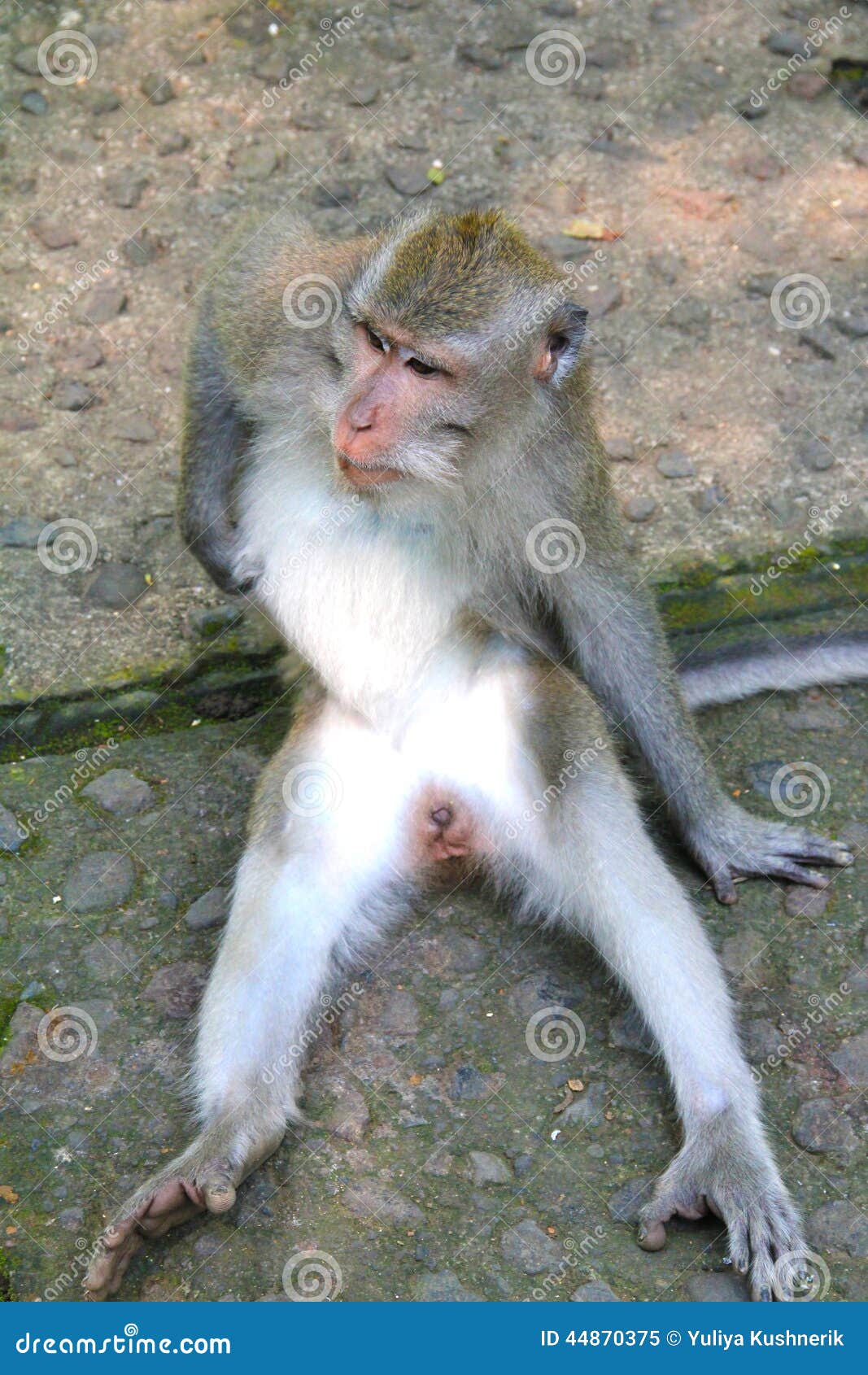 Monkey stock image. Image of itching, hand, indonesia - 44870375