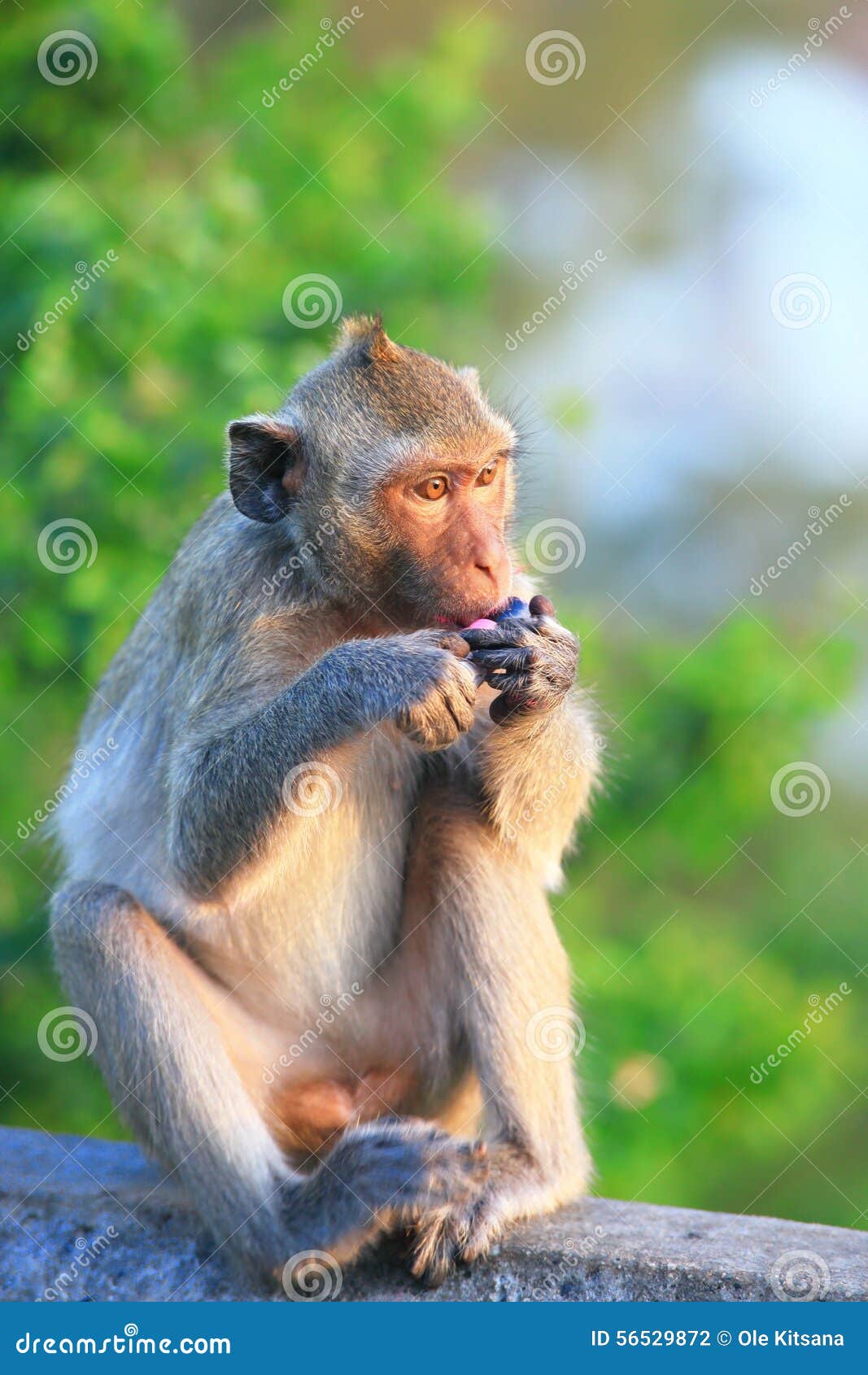 Monkey stock photo. Image of sitting, monkey, looking - 56529872