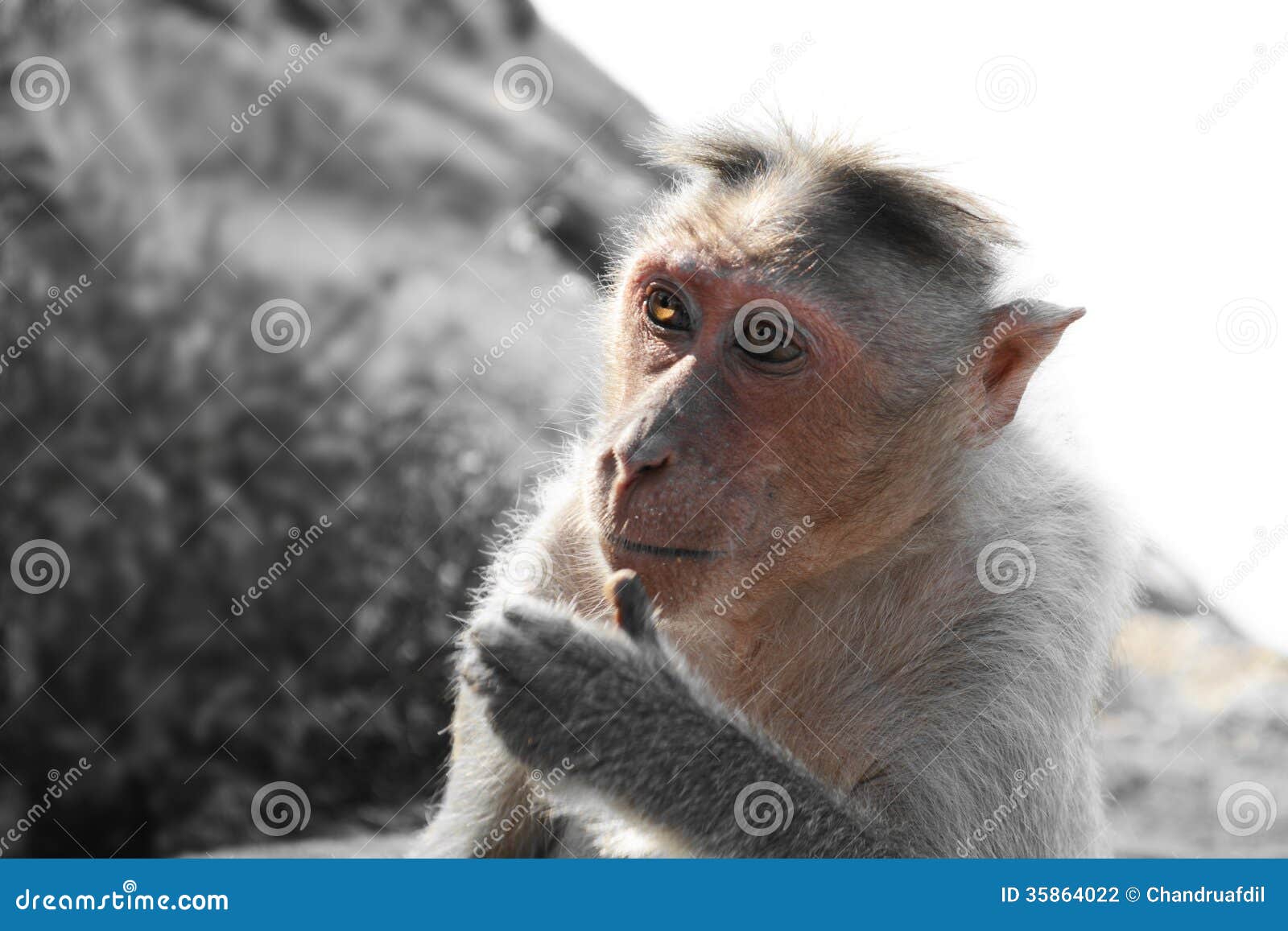 Monkey stock photo. Image of hairs, portrait, light, hope - 35864022