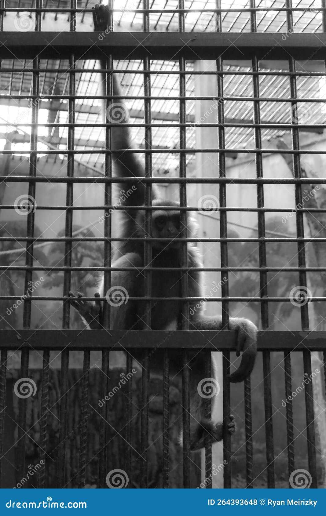Monkey Imprisoned in Animal Park Stock Photo - Image of park ...