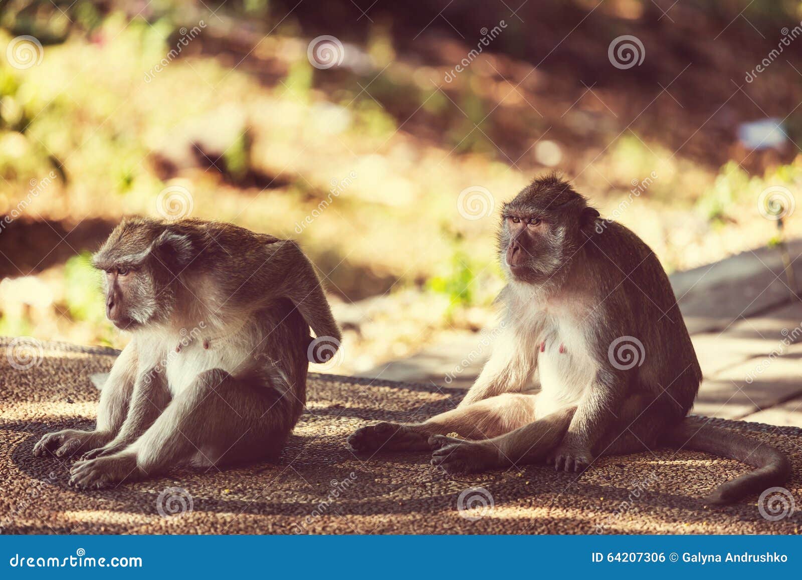 Monkey stock photo. Image of primate, monkey, landscape - 64207306