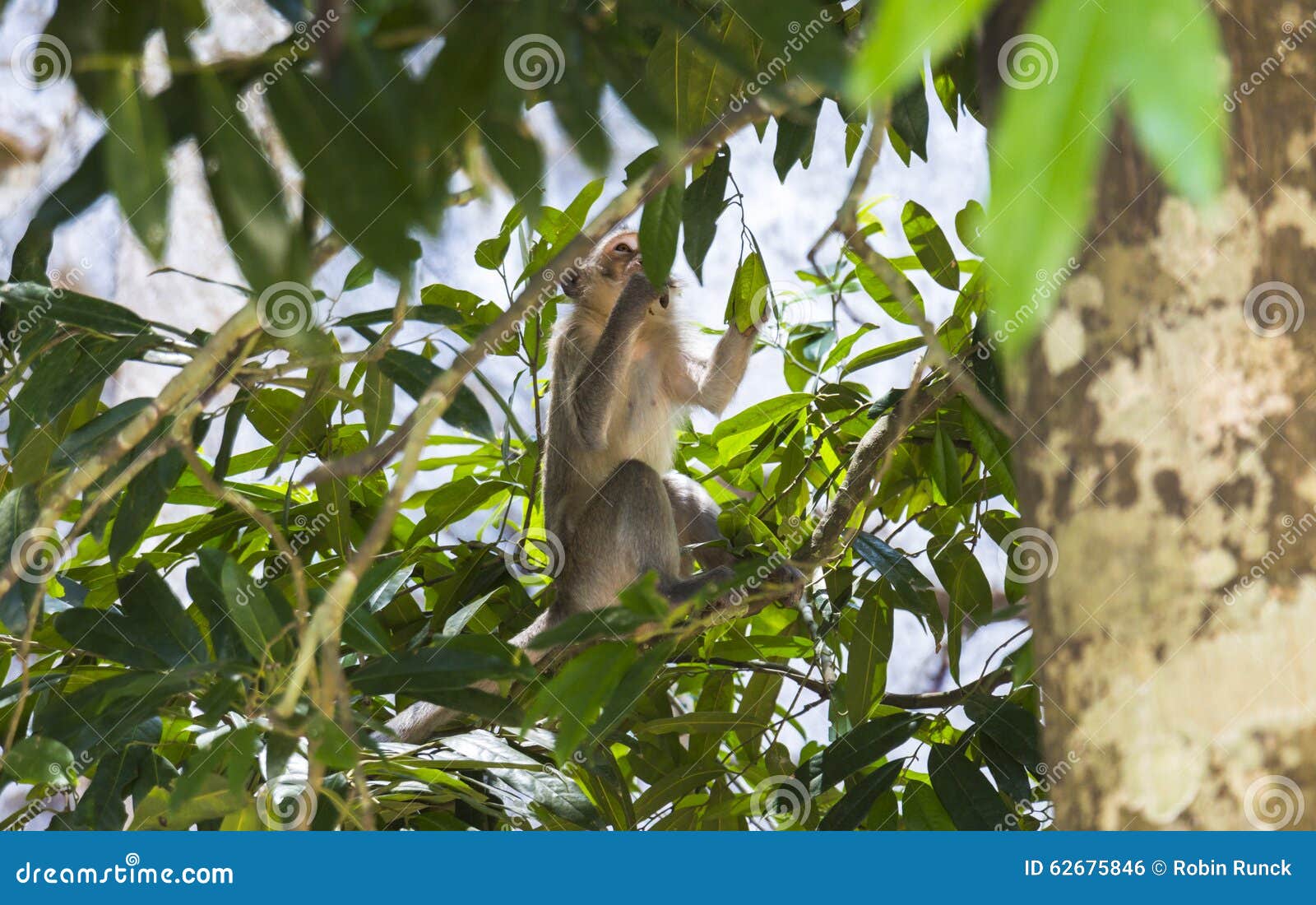 Monkey inside trees stock photo. Image of animals, grass - 62675846