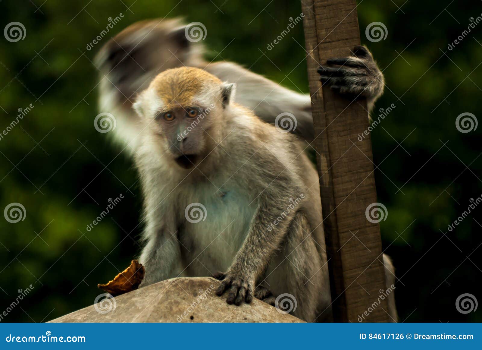 Monkey with intense look stock photo. Image of monkey - 84617126