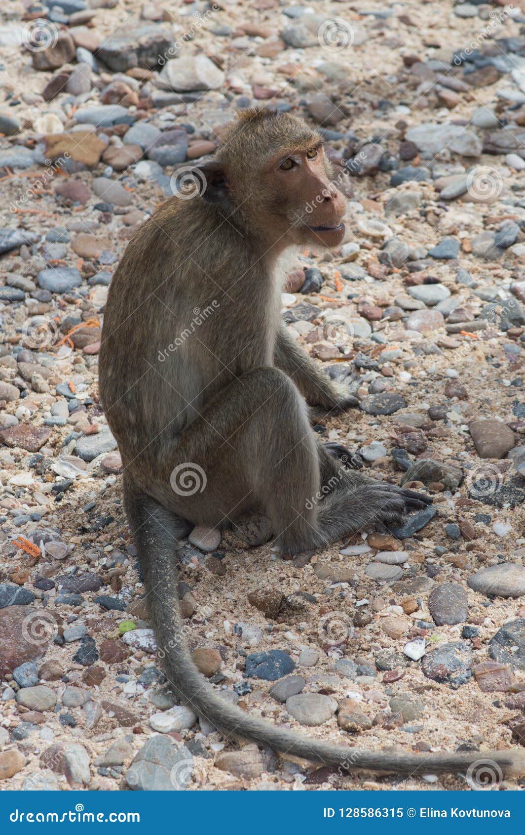 Monkeys On The Beach Royalty-Free Stock Photo | CartoonDealer.com #6456039