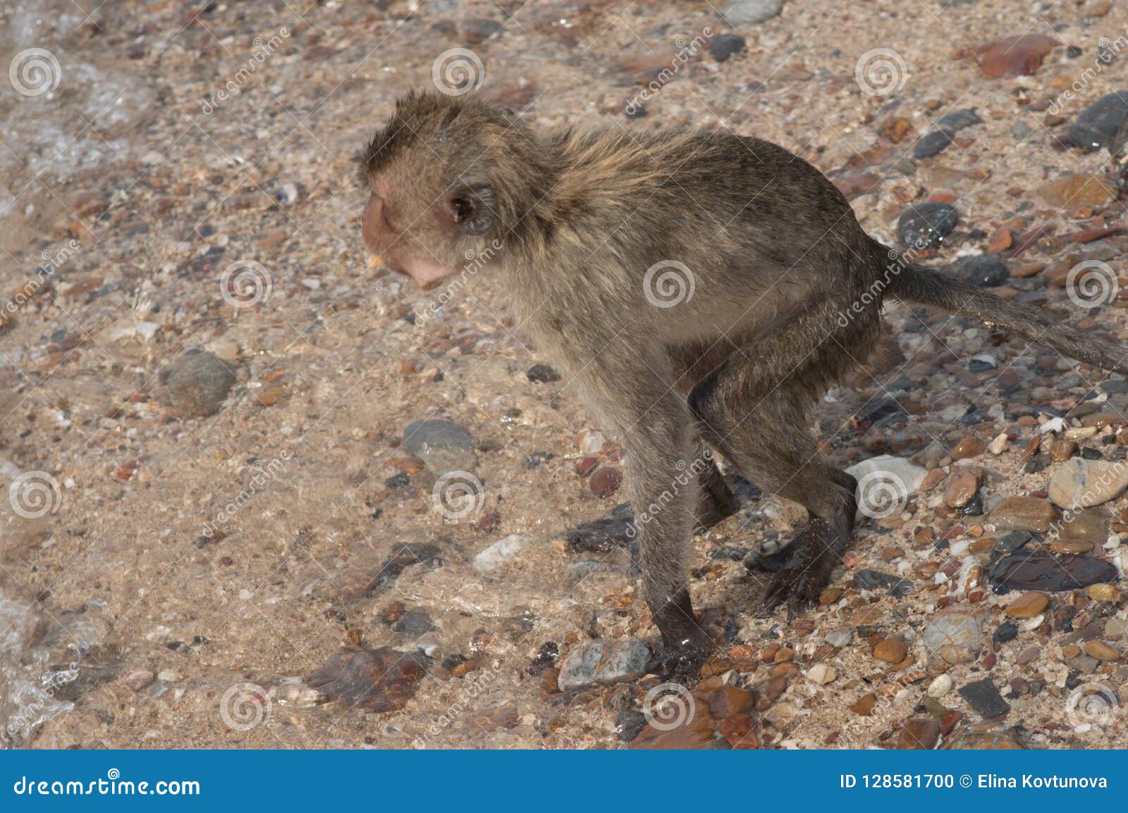 Monkey Island by the Sea, THAILAND Stock Photo - Image of asia ...