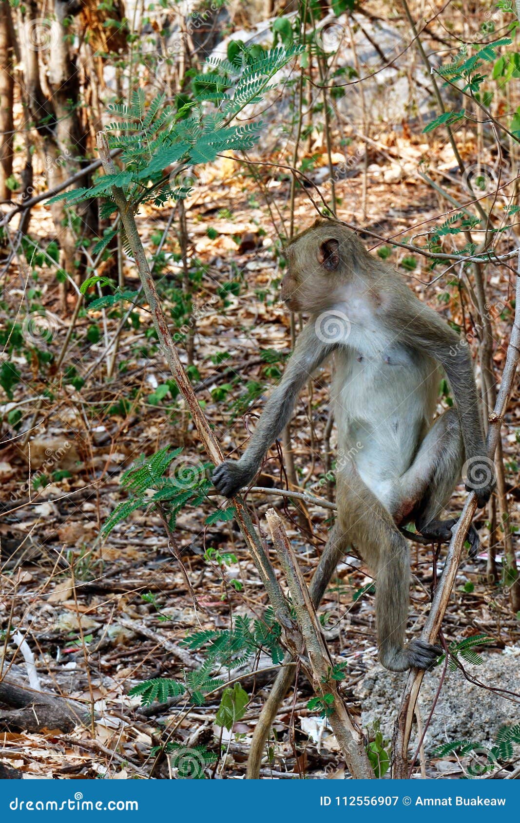 Monkey Island on Trees in Wild Tropical Rain Forests Stock Image ...