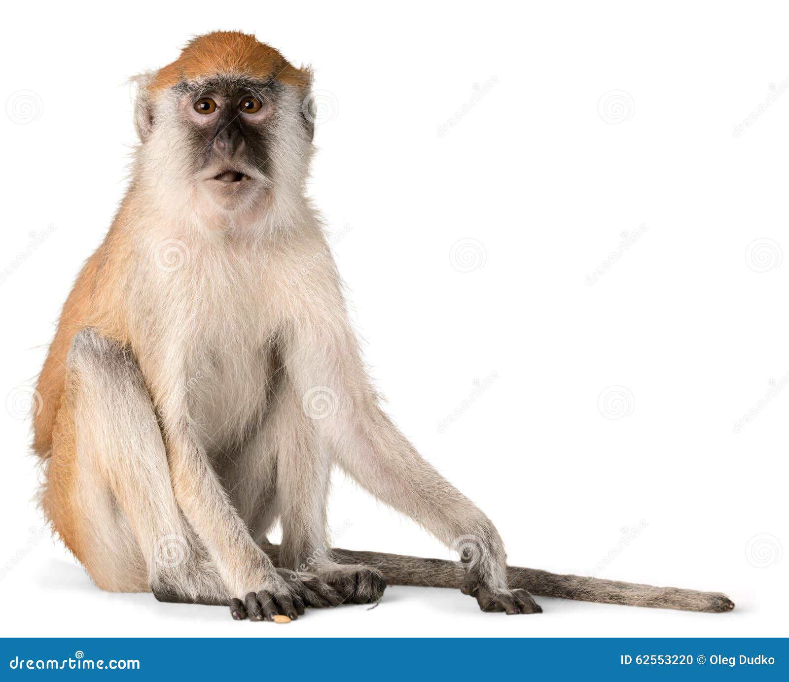Monkey stock photo. Image of primate, mammal, shot, studio - 62553220
