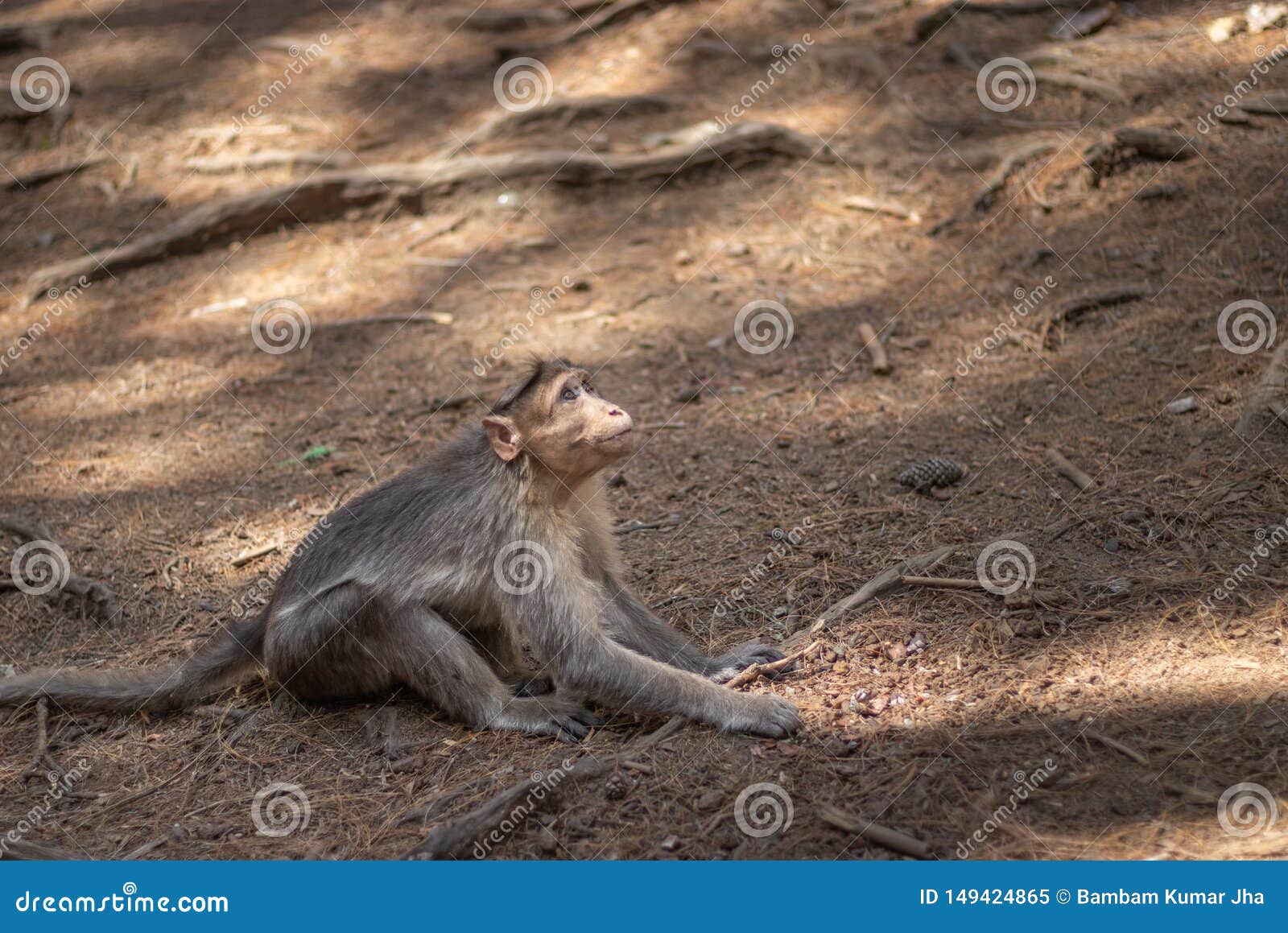 Monkey Looking Up in Forest Stock Image - Image of gaze, eyes: 149424865