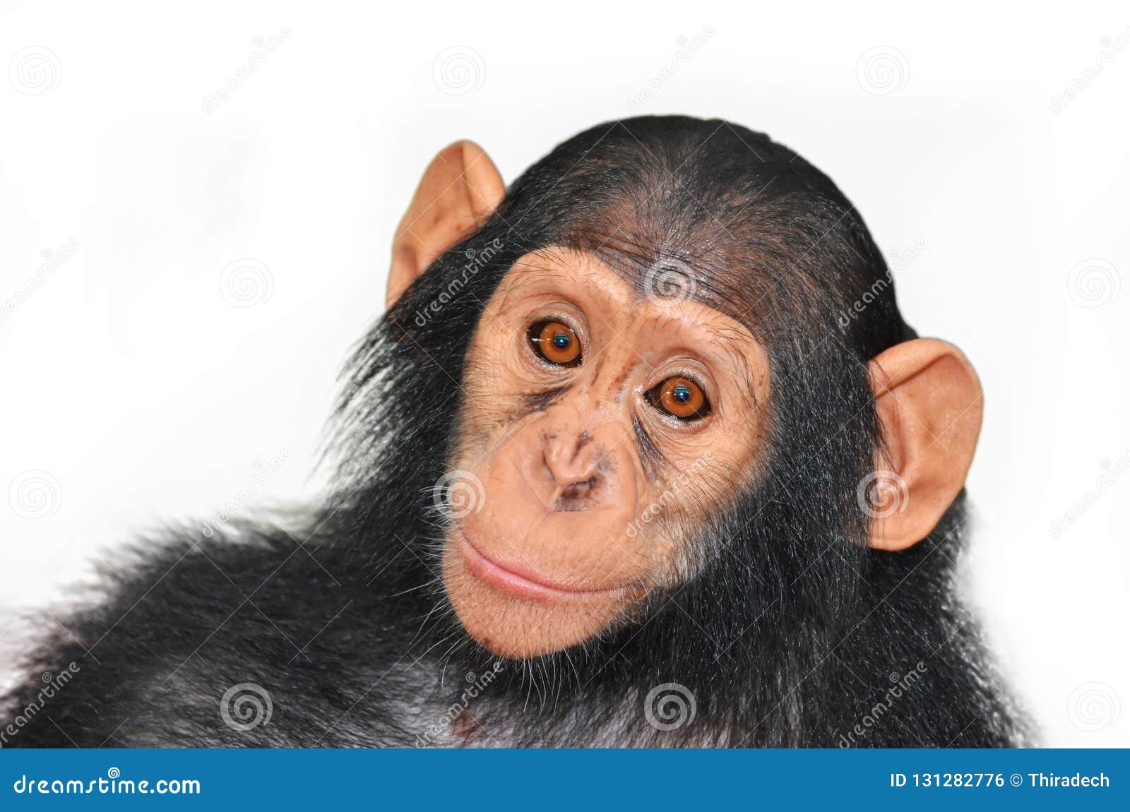 Monkey Isolated on White Background. Stock Photo - Image of face ...