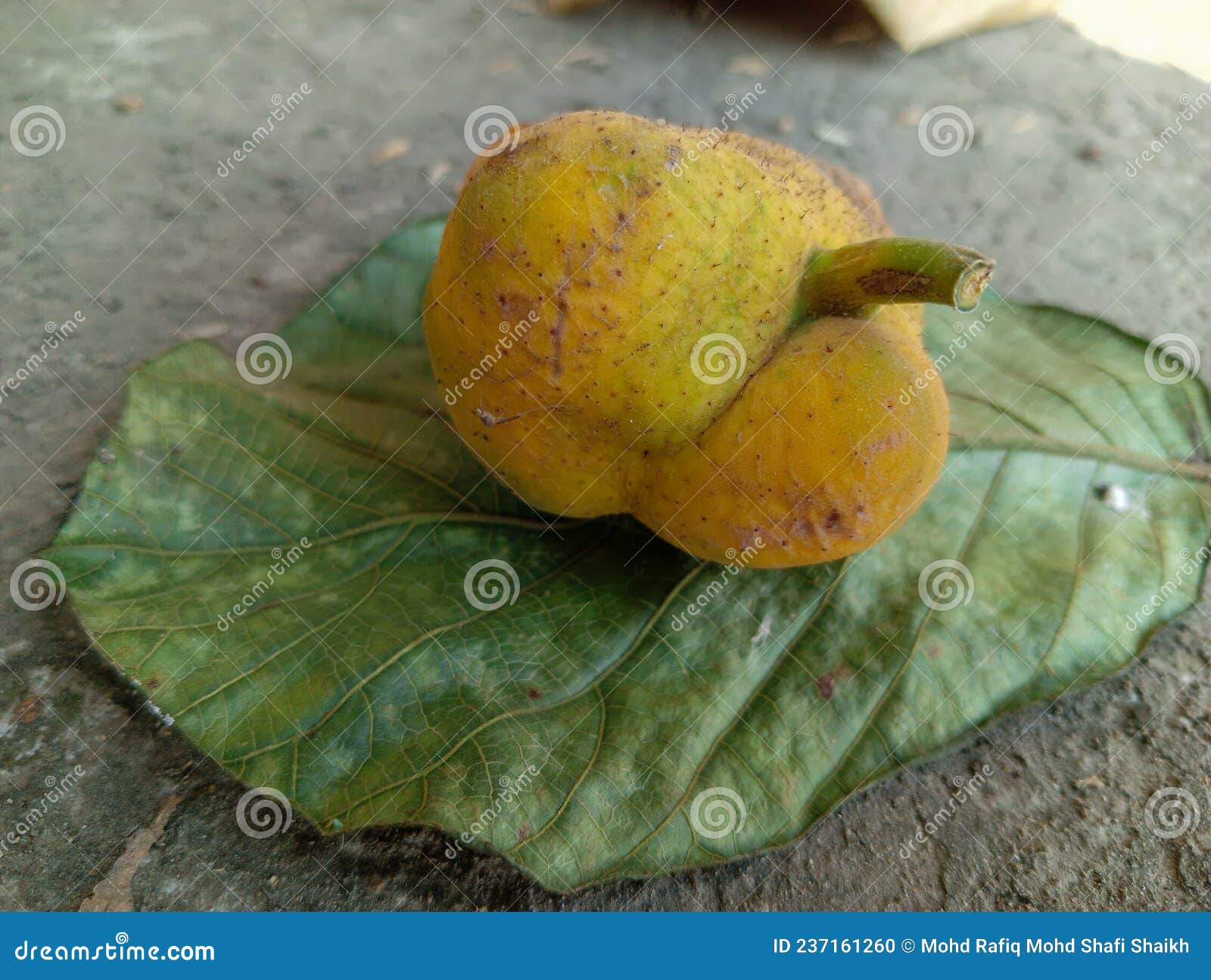 Monkey Jack or Artocarpus Lacucha a Yellow Sour Edible Fruit Stock ...