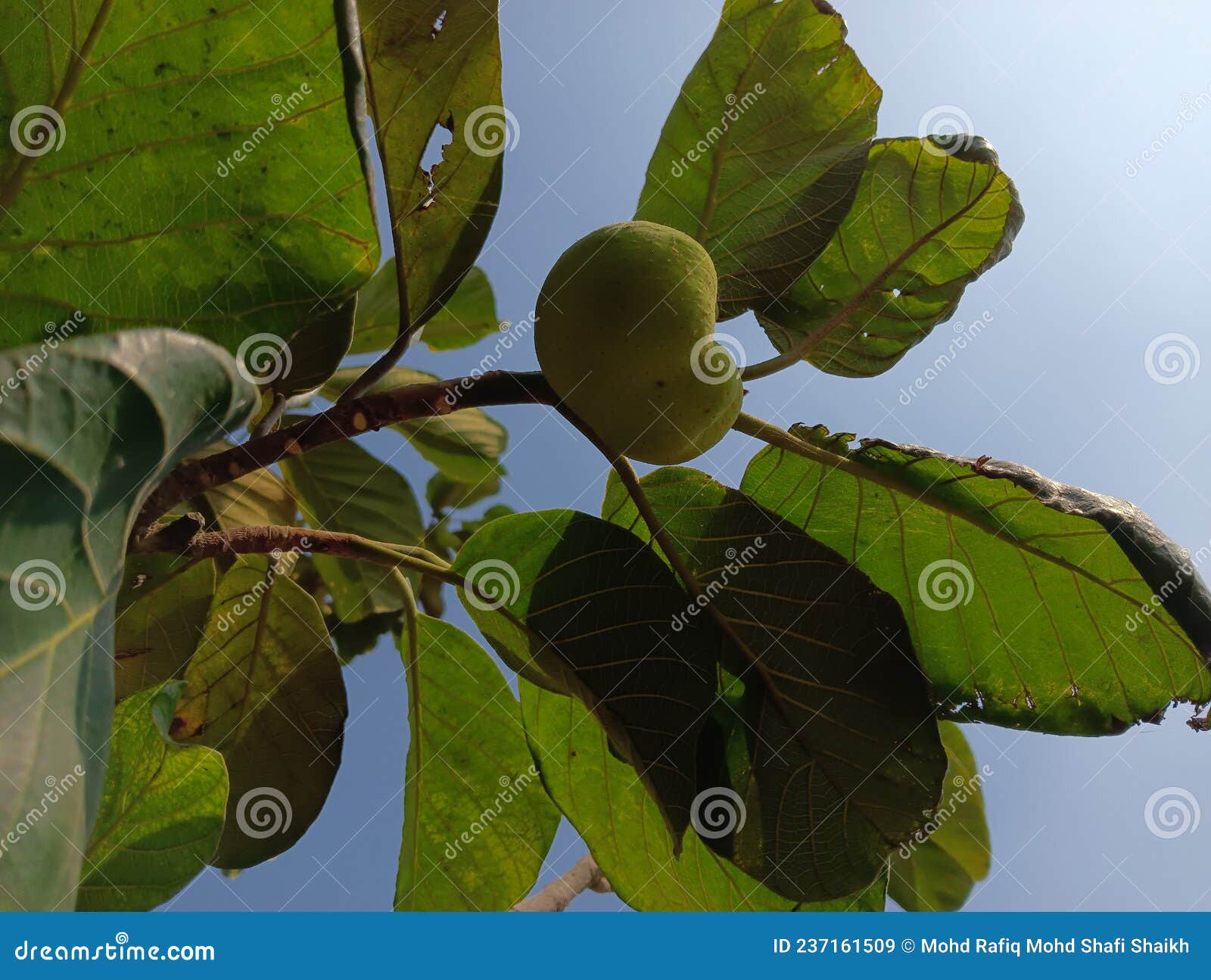 Monkey Jack or Artocarpus Lacucha a Yellow Sour Edible Fruit Stock ...