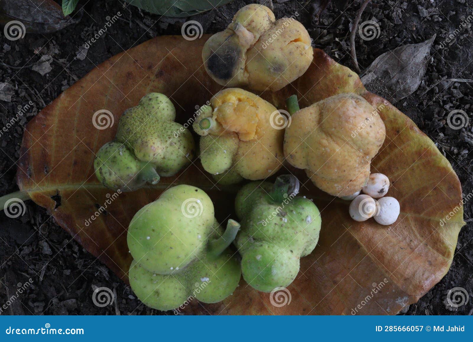 Monkey Jack fruit on farm stock image. Image of produce - 285666057