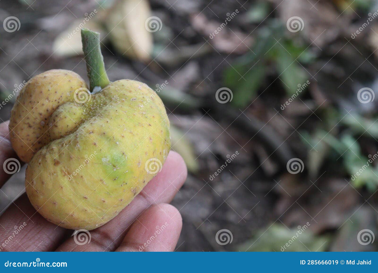 Monkey Jack fruit on hand stock image. Image of branch - 285666019