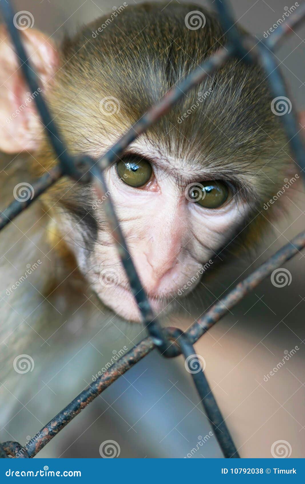 Monkey in jail stock photo. Image of face, africa, aspirations - 10792038