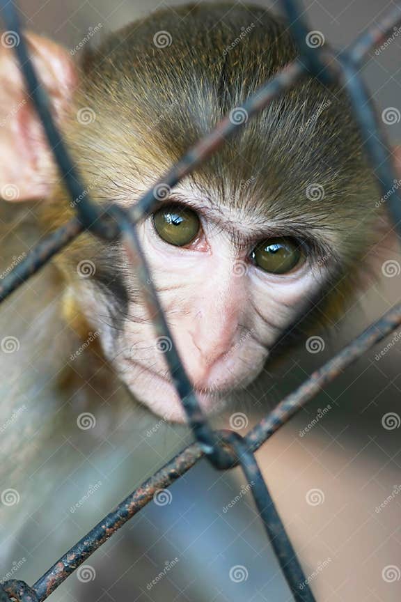 Monkey in jail stock photo. Image of face, africa, aspirations - 10792038