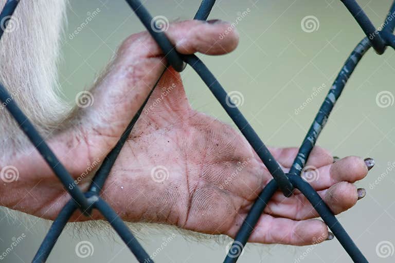Monkey in jail stock photo. Image of space, cell, close - 10794618
