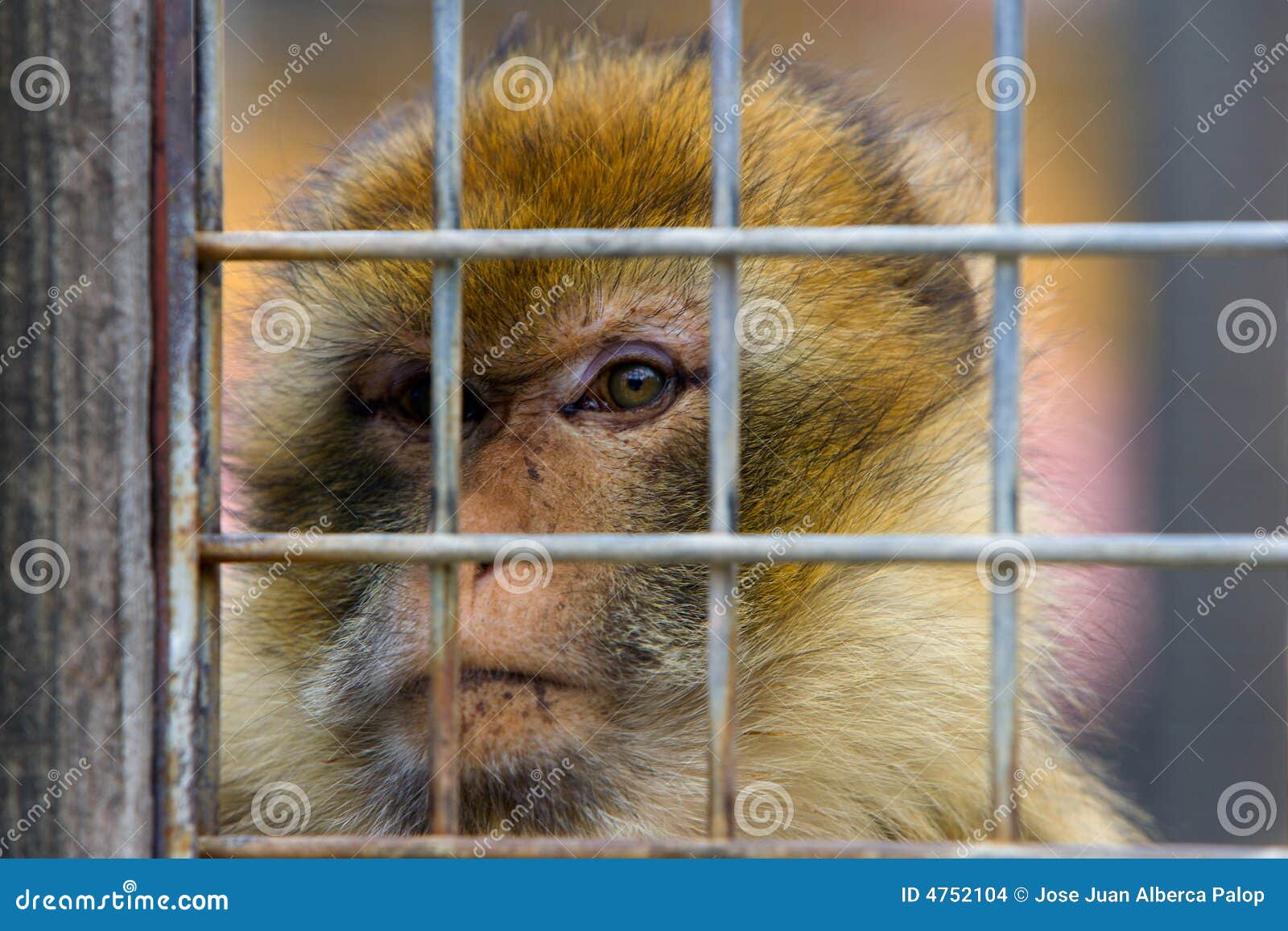 Monkey Jail Picture. Image: 4752104
