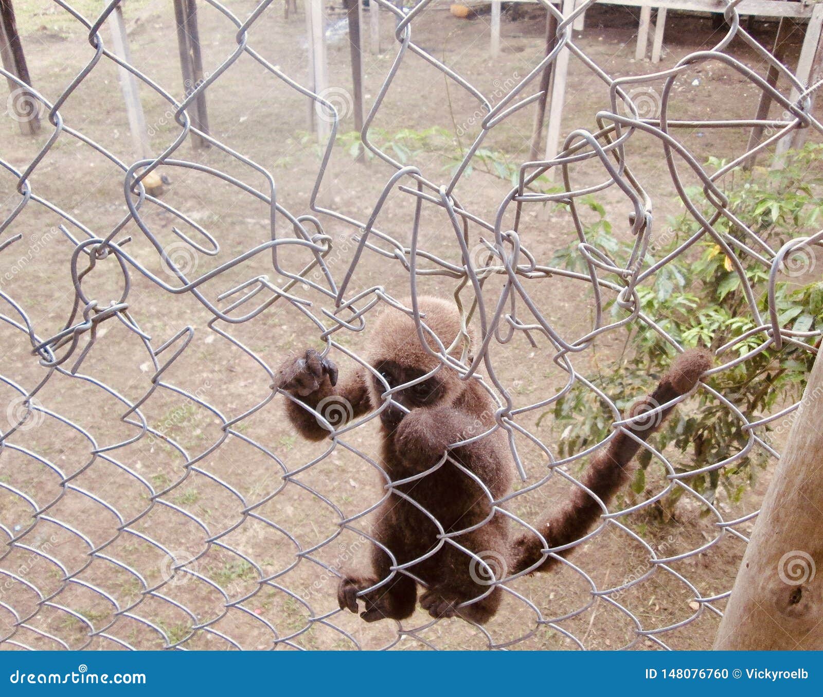 967 Monkey Jail Photos - Free & Royalty-Free Stock Photos from Dreamstime