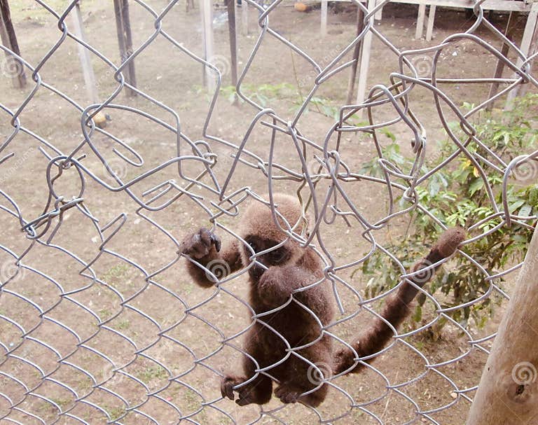 Monkey in a jail stock photo. Image of building, amazonas - 148076760