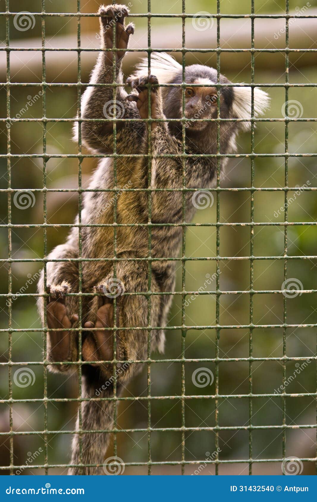 Monkey in a jail stock photo. Image of wildlife, iron - 31432540