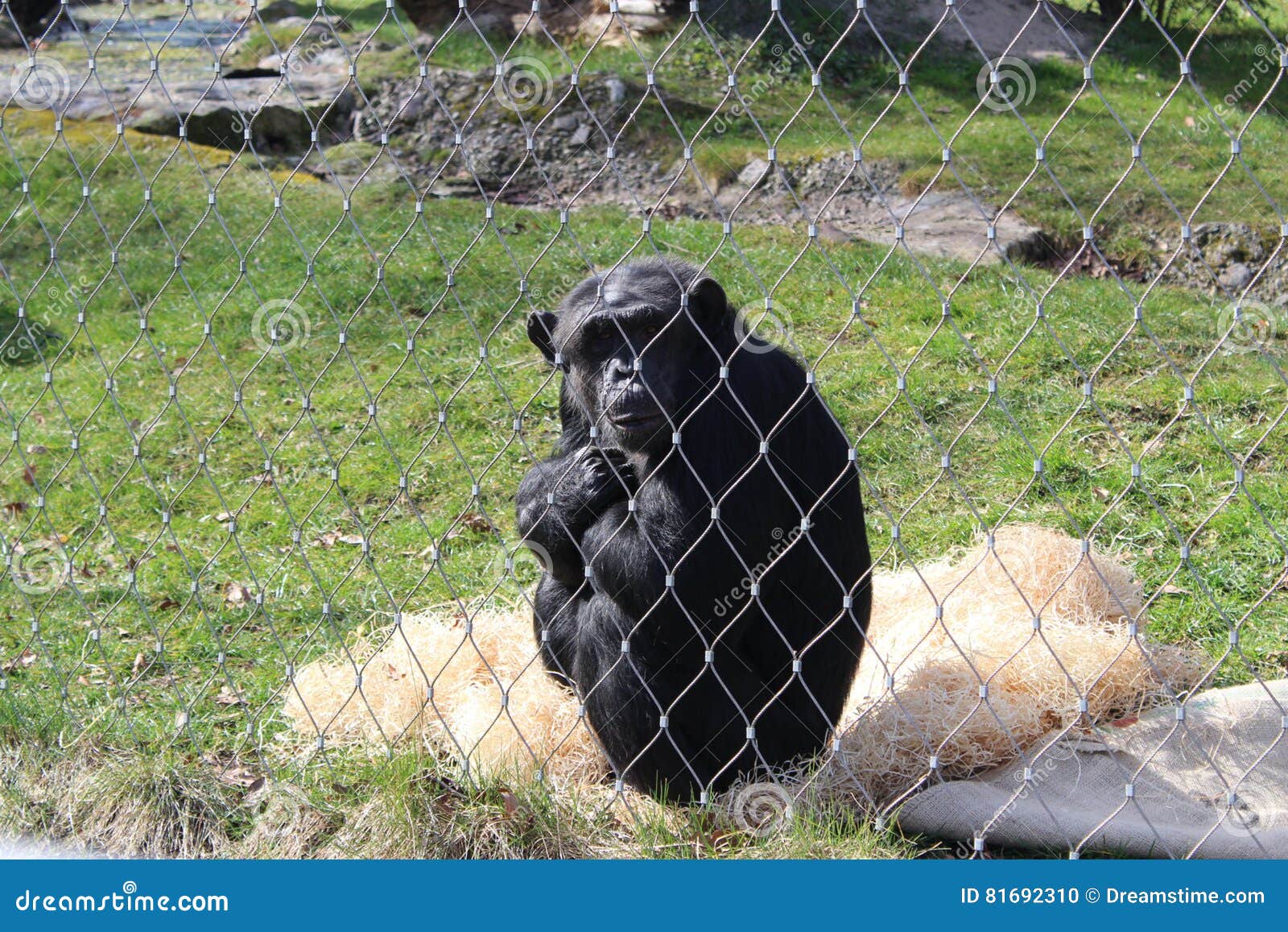 Monkey jail stock photo. Image of mammal, animal, monkey - 81692310