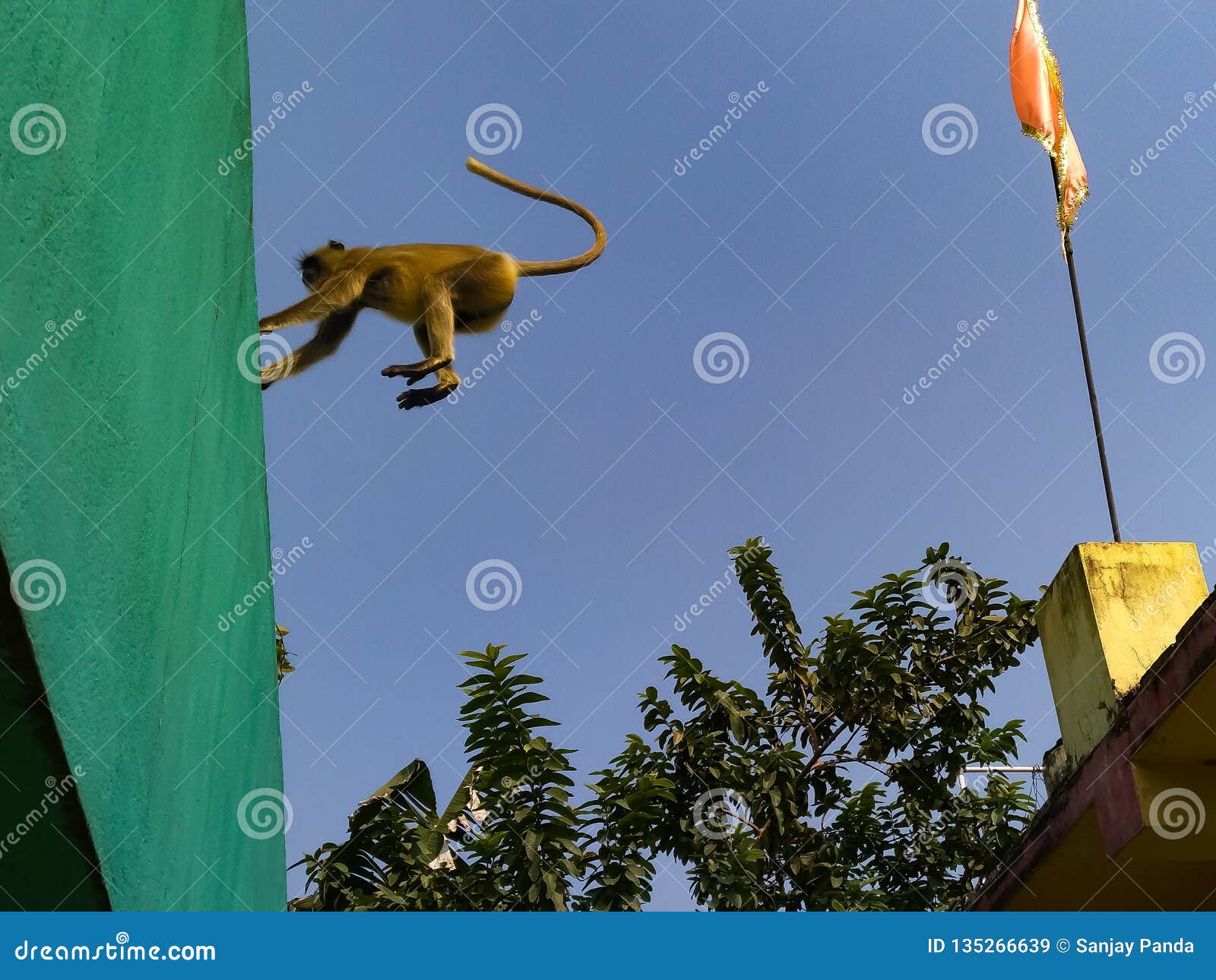 Monkey stock image. Image of monkey, animal, jump, wild - 135266639