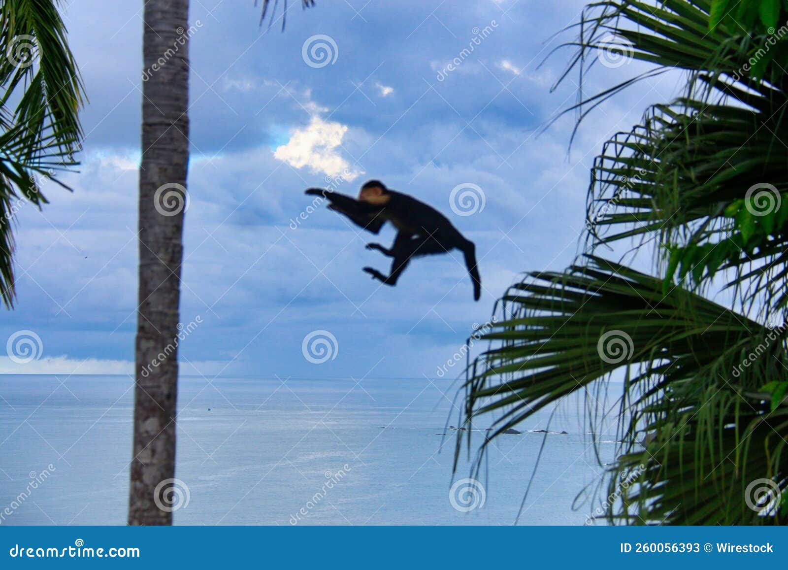Monkey during a Jump from on Tree on Another Stock Image - Image of ...