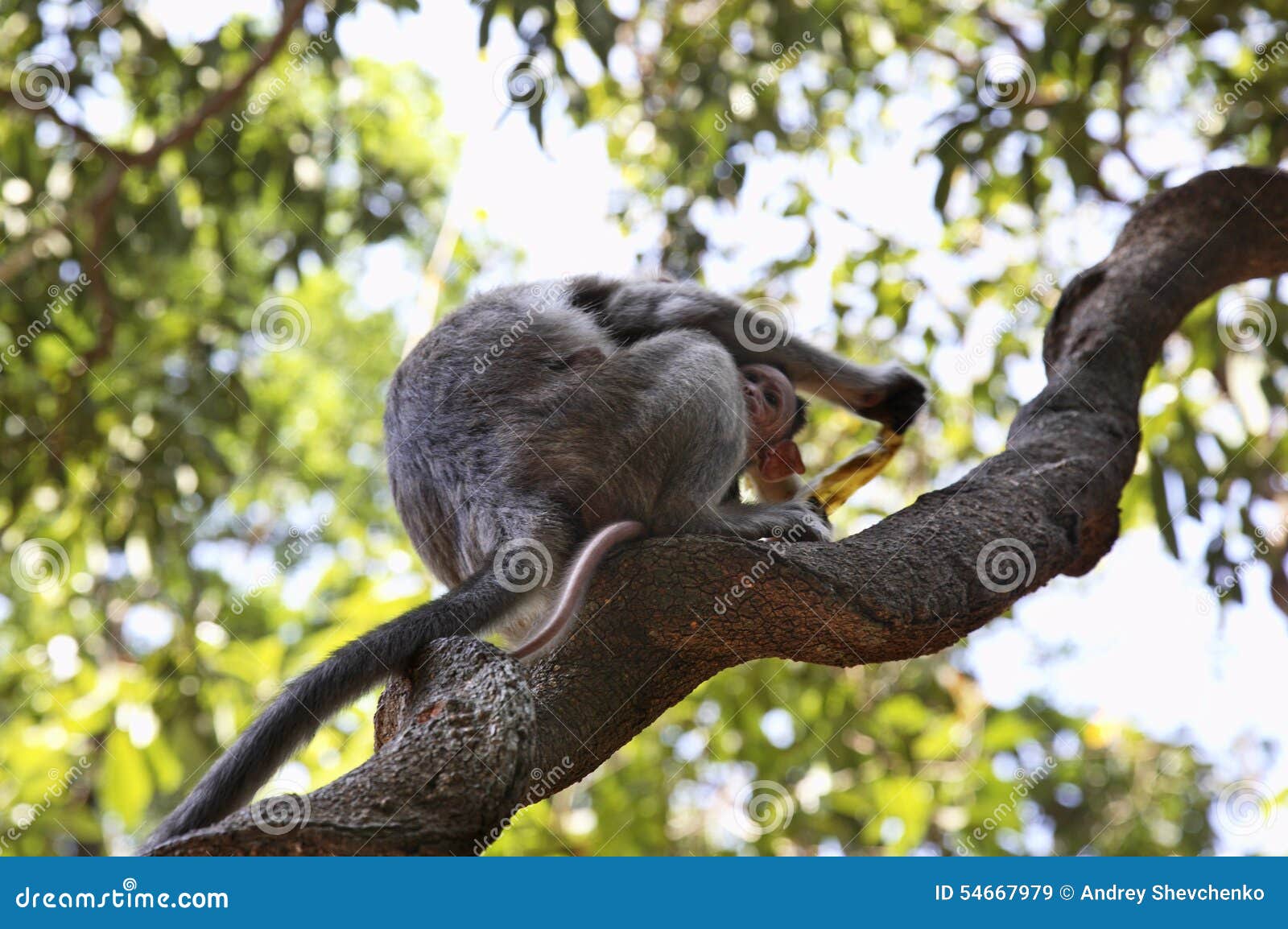 Monkey in jungle. Goa stock image. Image of mammal, india - 54667979