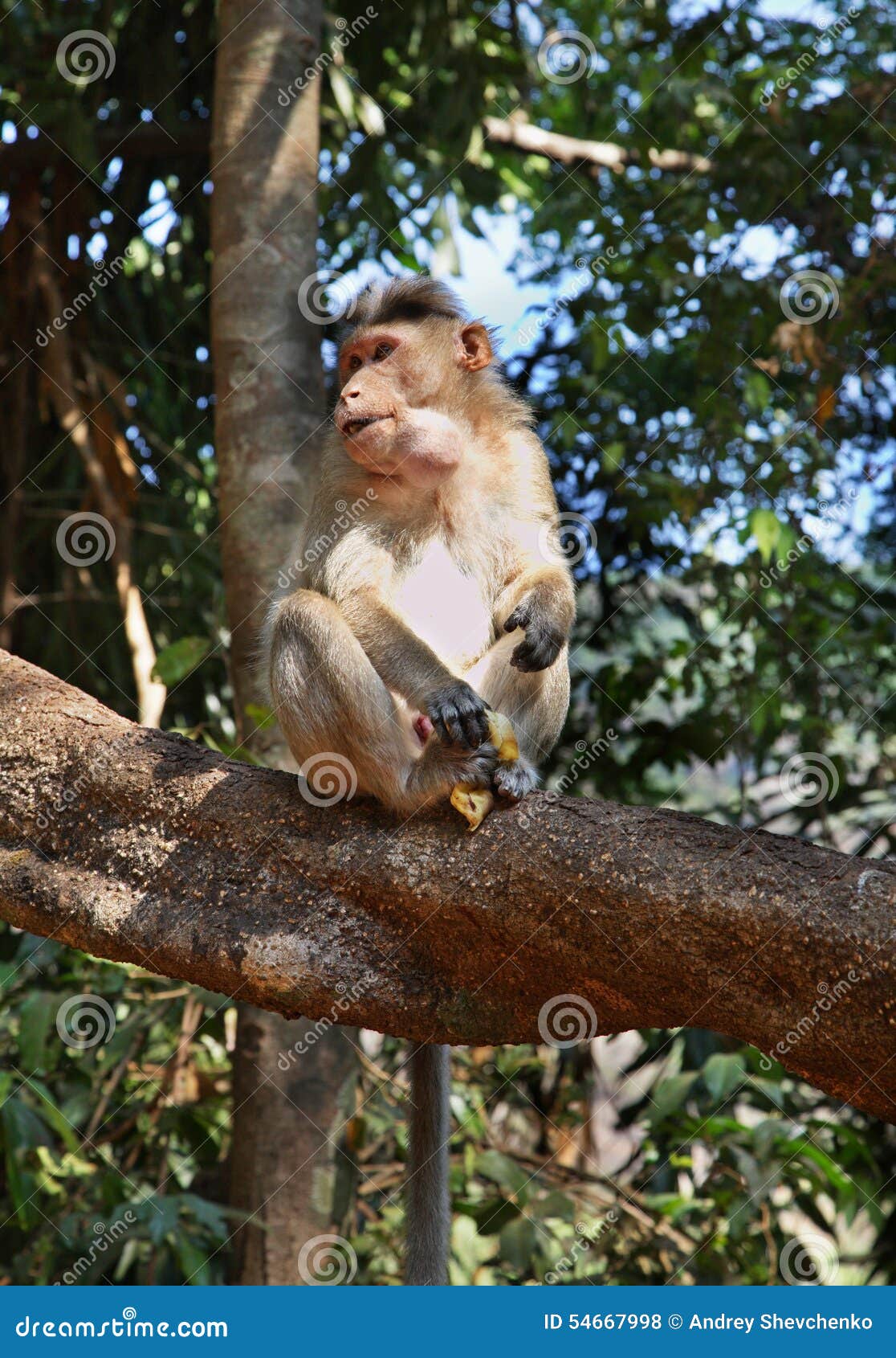Monkey in jungle. Goa stock photo. Image of monkey, trees - 54667998