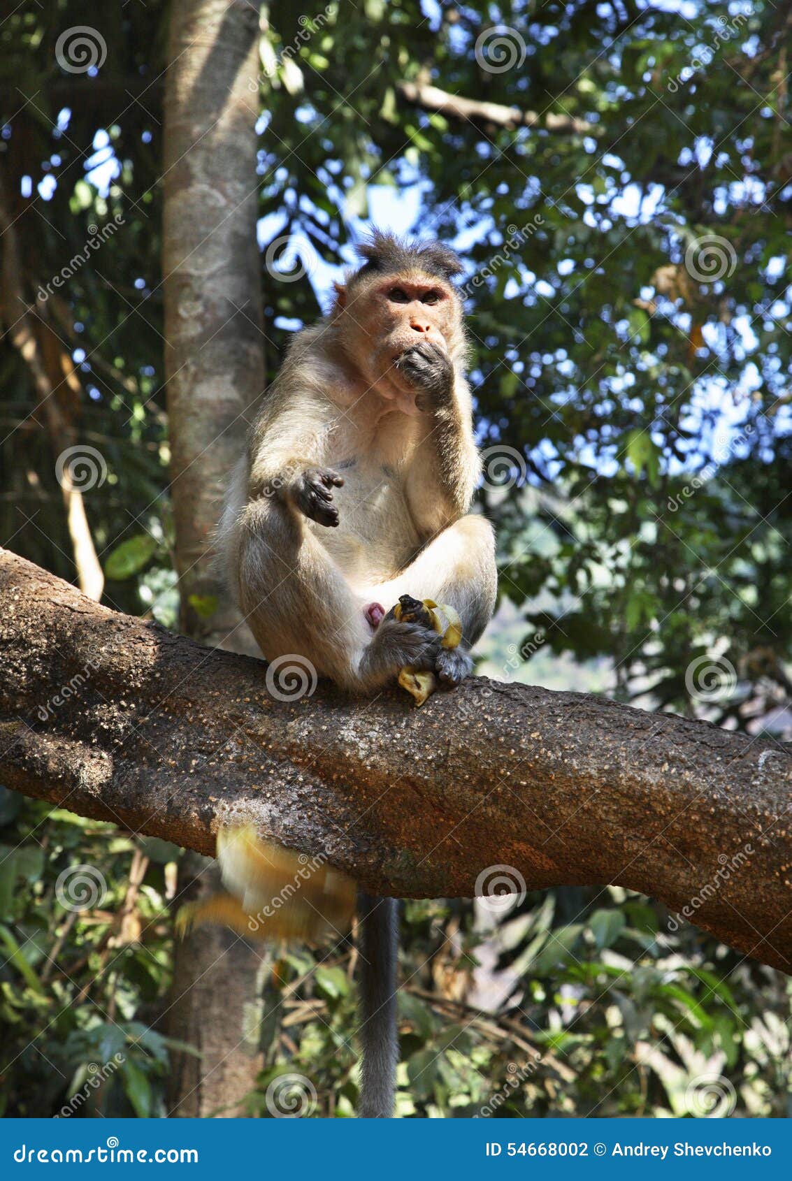 Monkey in jungle. Goa stock photo. Image of monkey, organism - 54668002